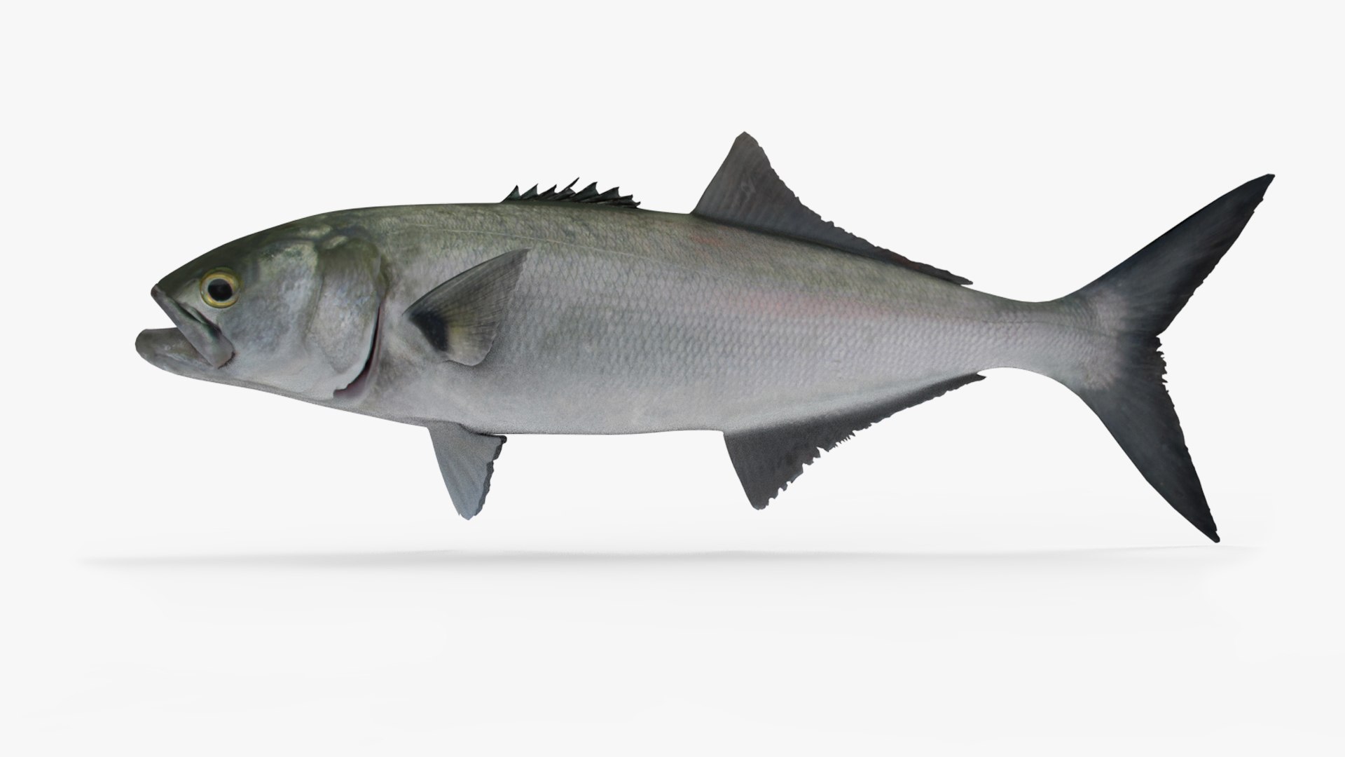 3D Bluefish Model - TurboSquid 1919839