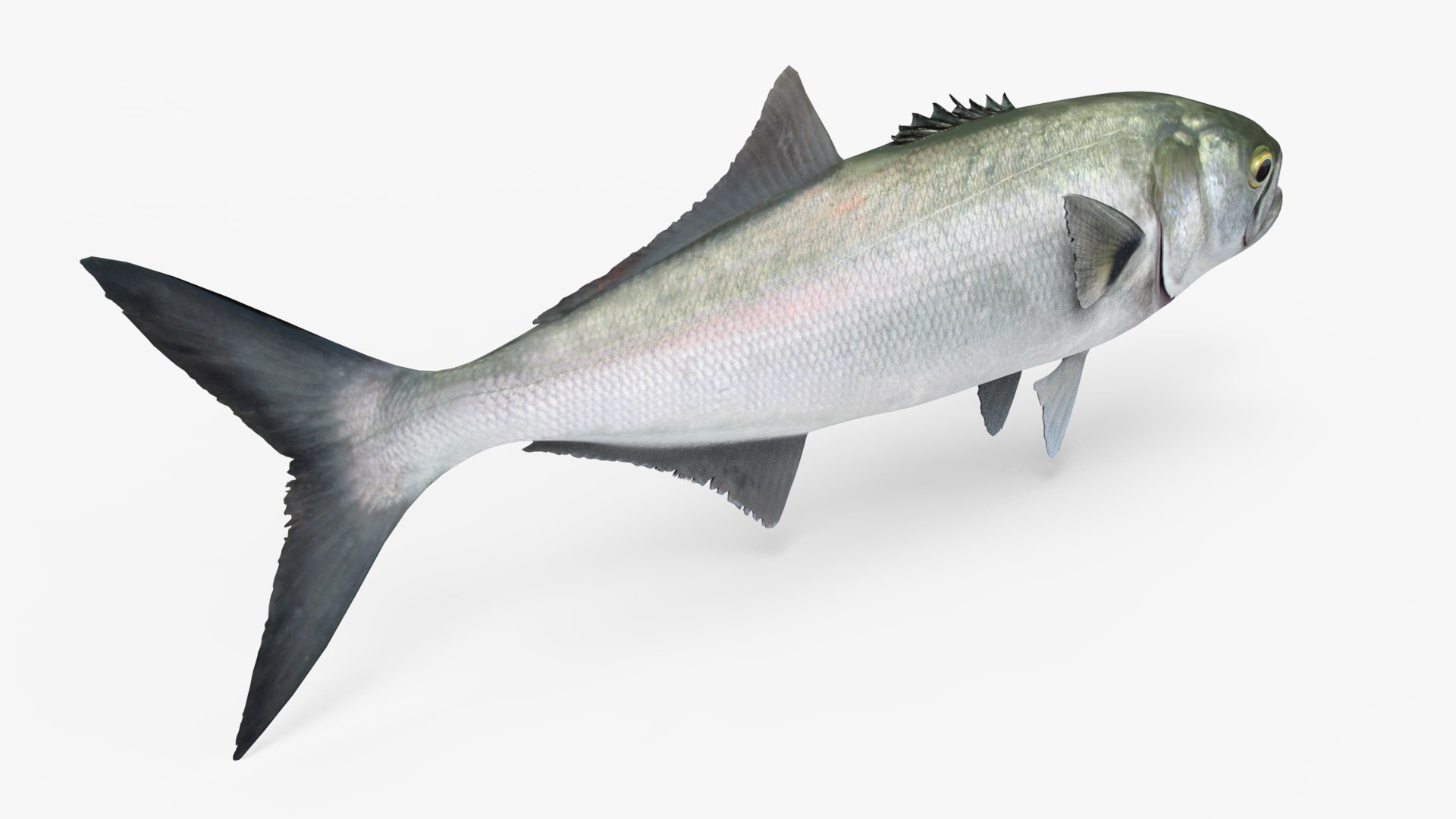 3D Bluefish Model - TurboSquid 1919839
