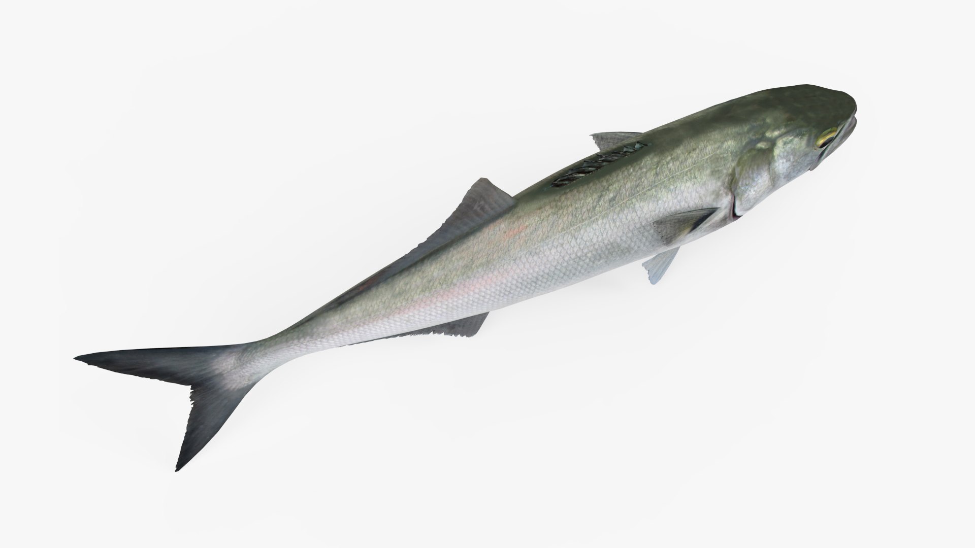 3D Bluefish Model - TurboSquid 1919839