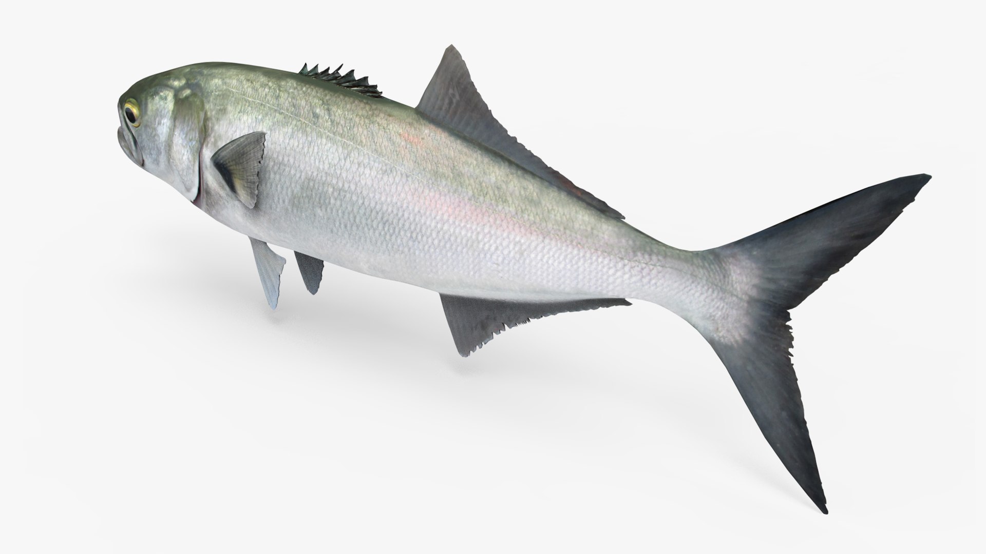 3D Bluefish Model - TurboSquid 1919839