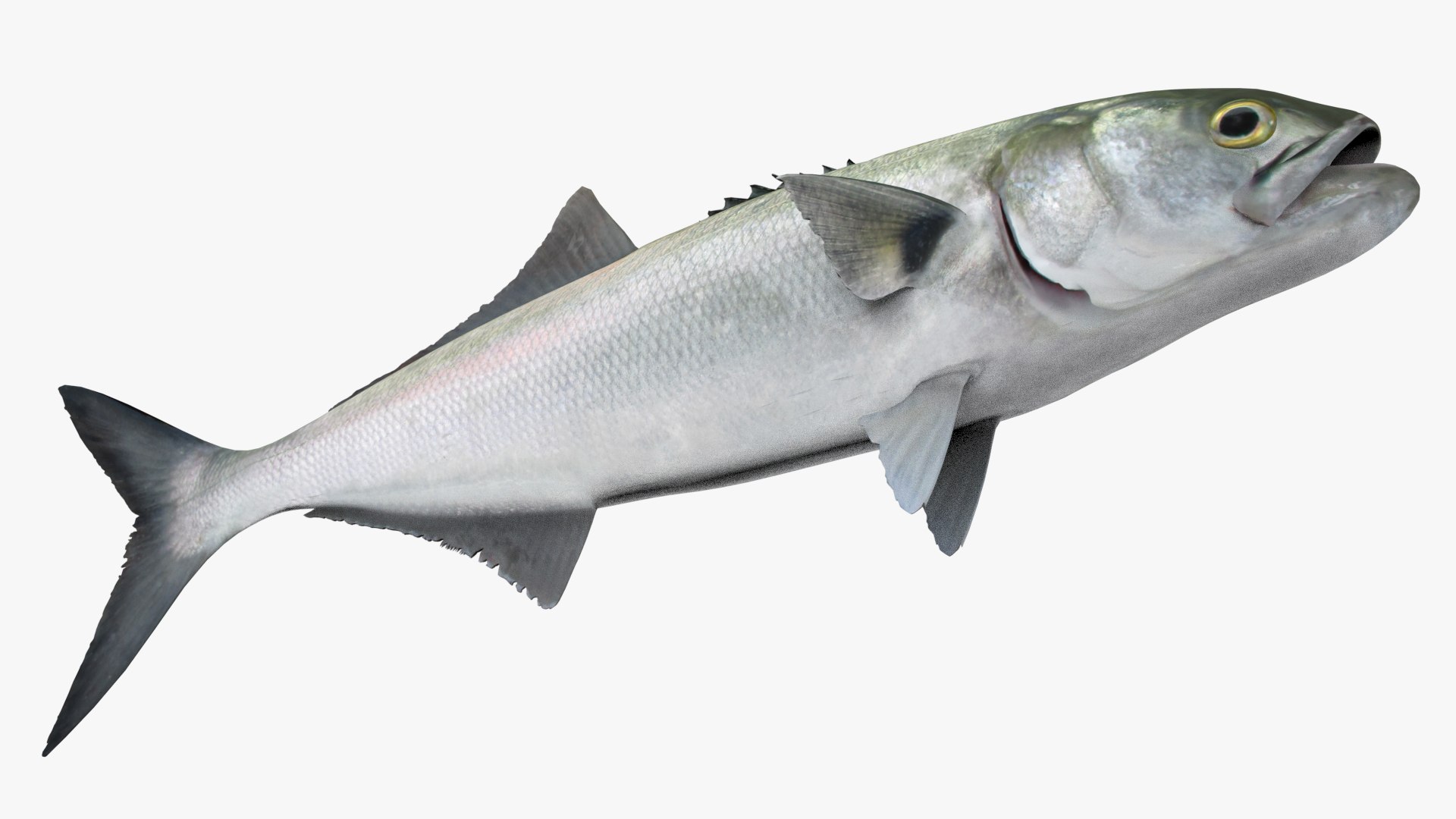 3D Bluefish Model - TurboSquid 1919839