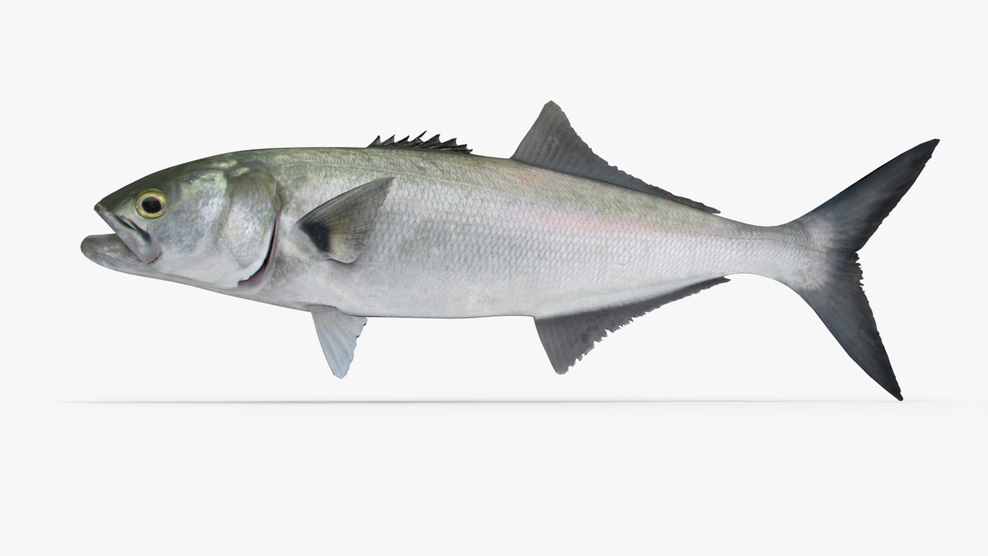 3D Bluefish Model - TurboSquid 1919839