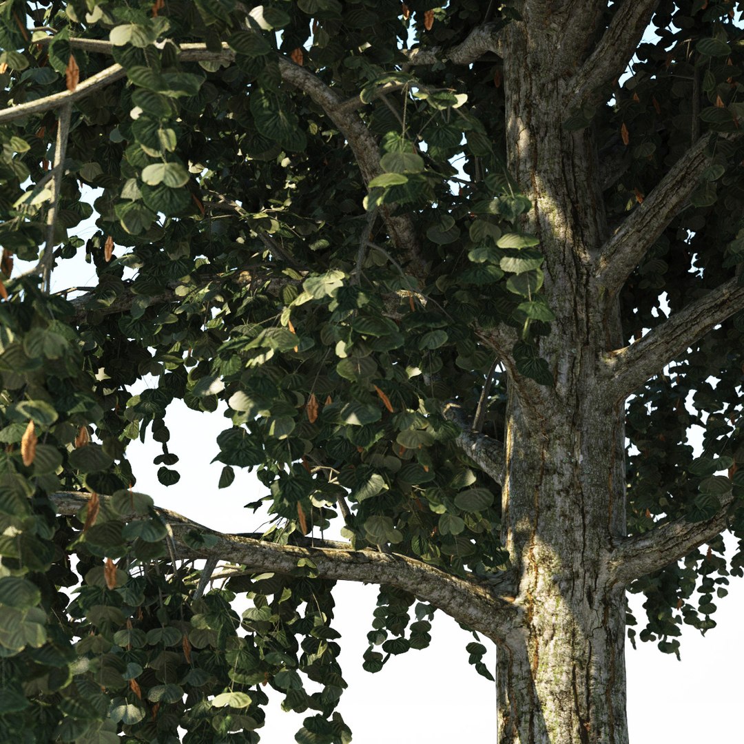 3dsmax Linden Lime Tree
