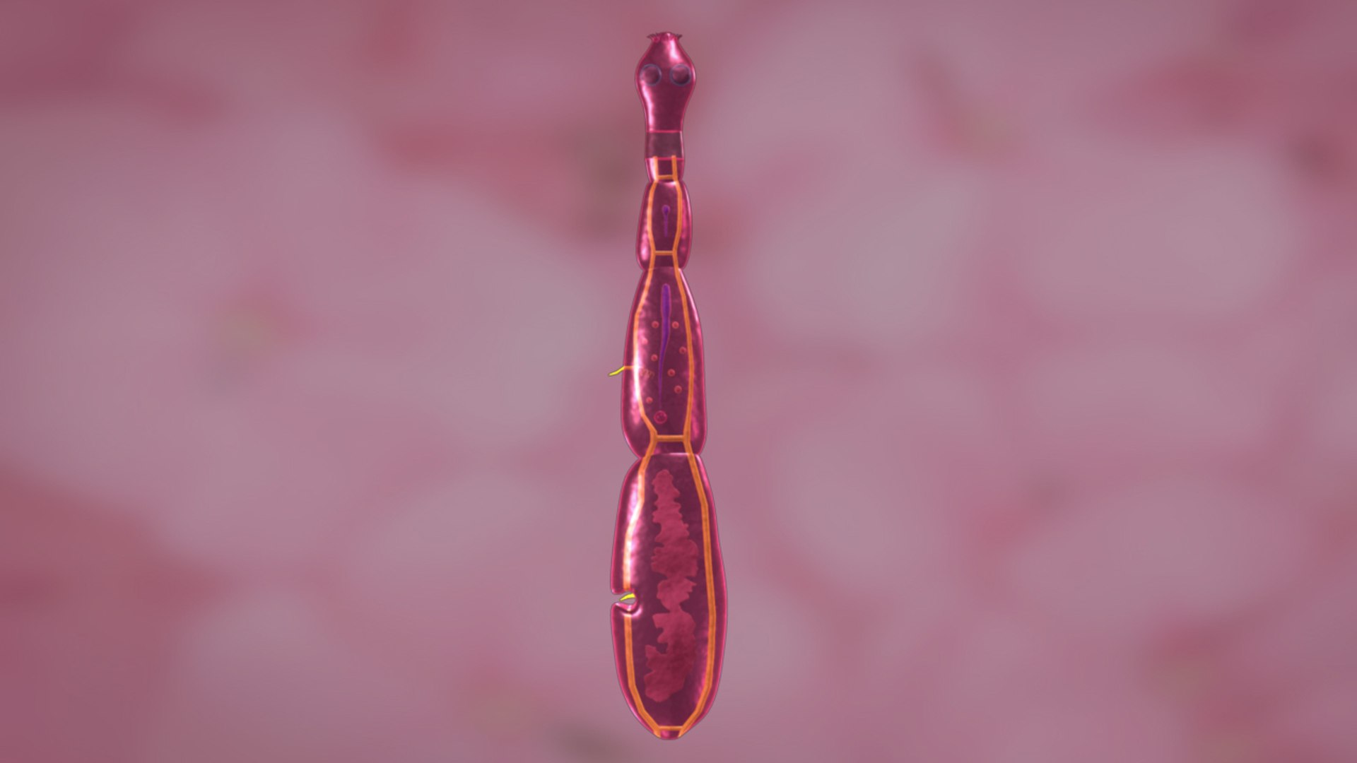 Acoelomates Coelom 3d Model