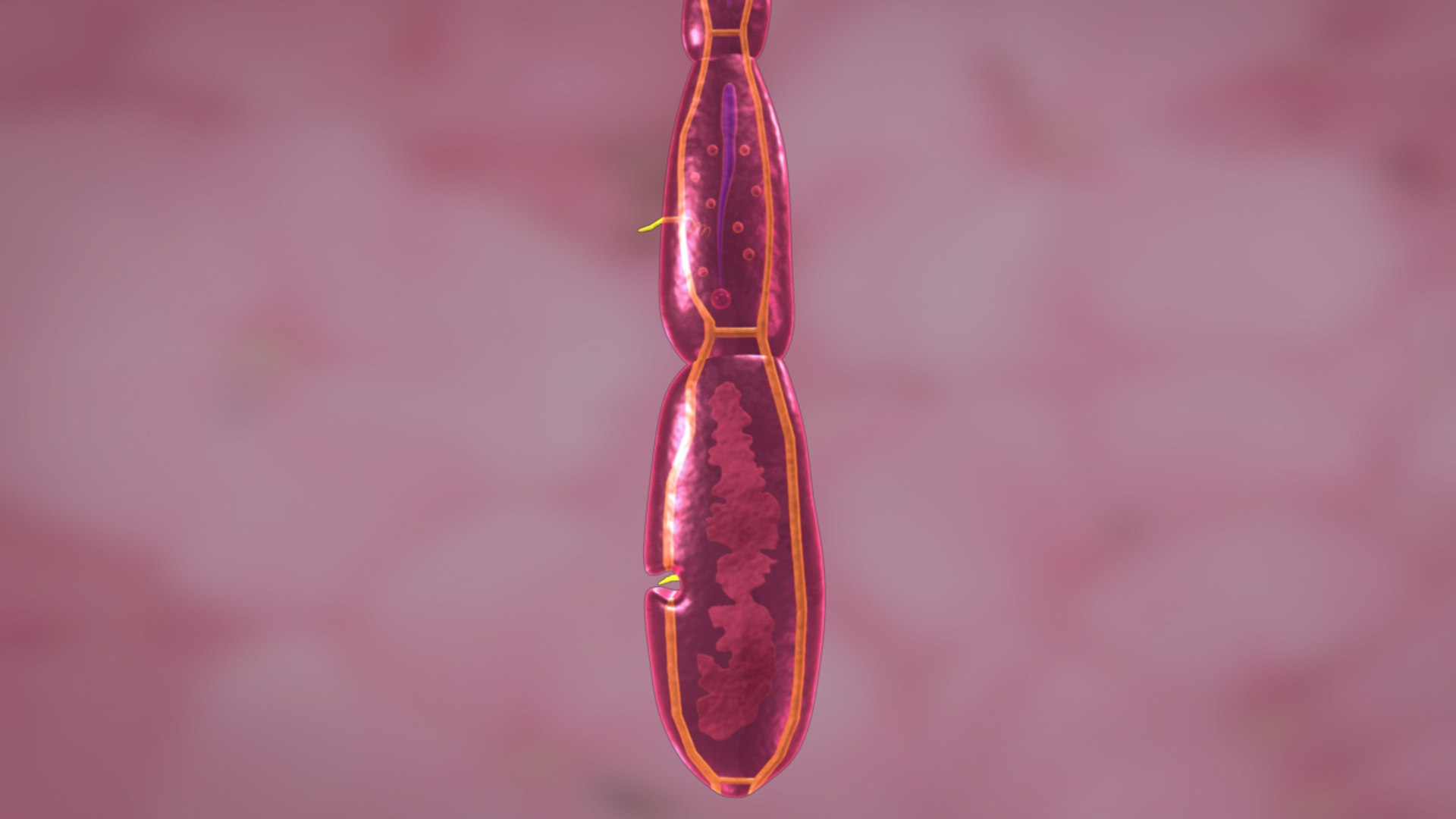 Acoelomates Coelom 3d Model