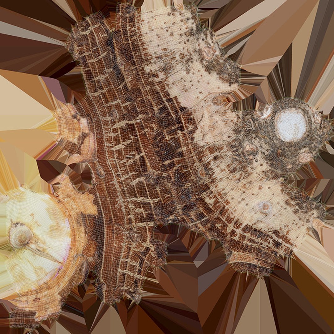 Whole Half Slice Taro Model - TurboSquid 2209752