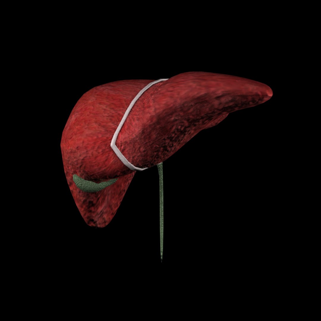 3D low-poly organ pack vr - TurboSquid 1257093