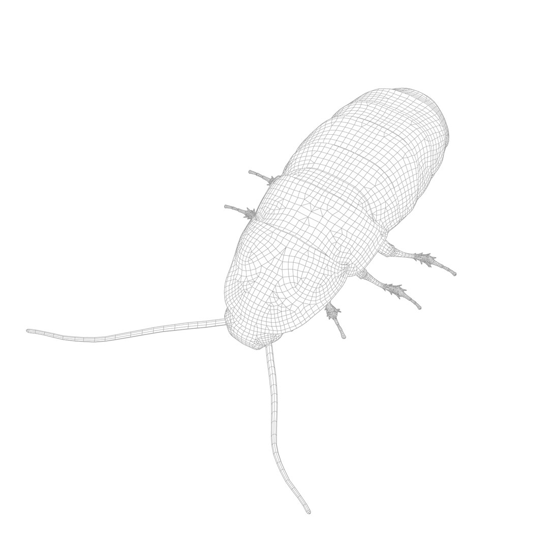 Cockroach Insect 3D Model 3D - TurboSquid 2337906