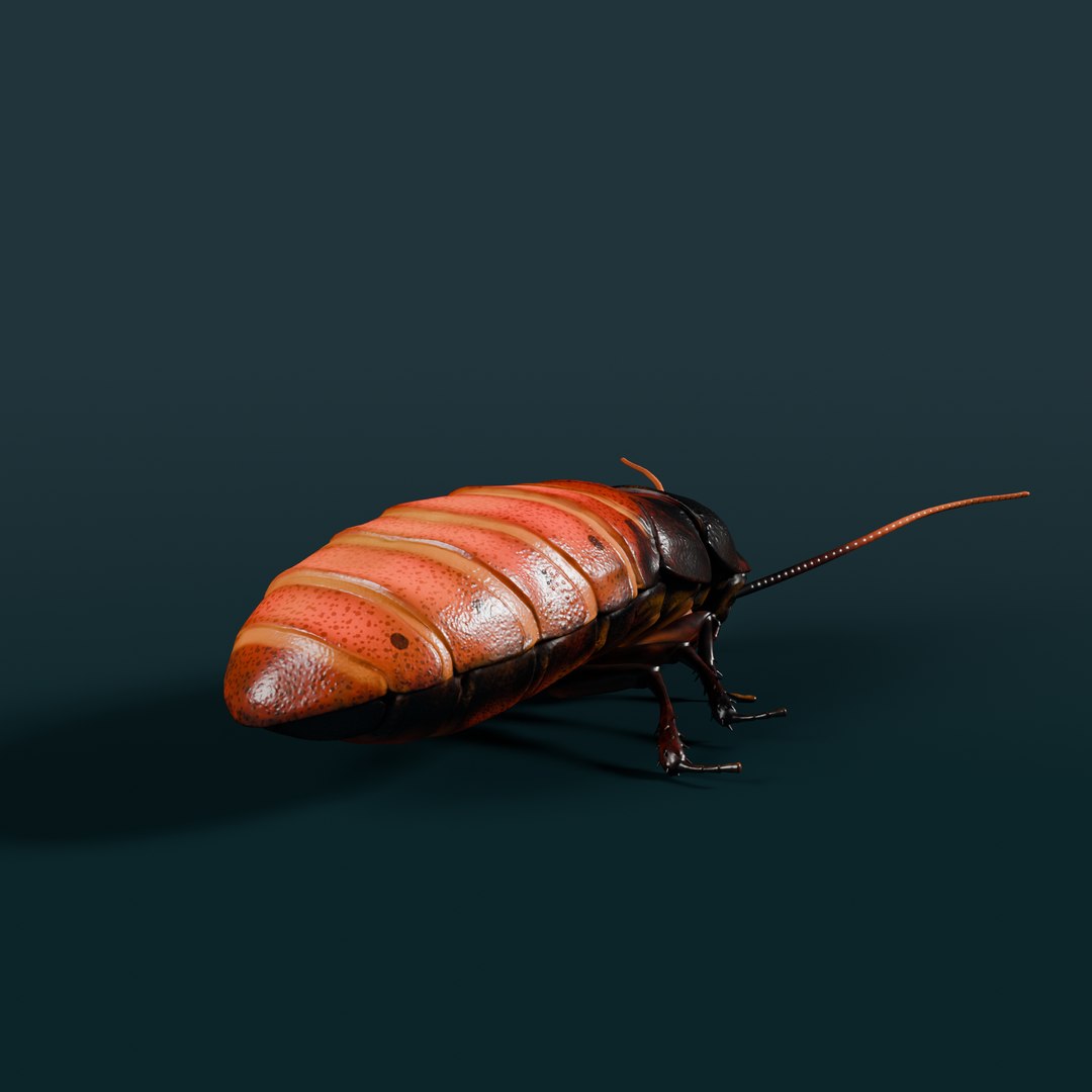 Cockroach Insect 3D Model 3D - TurboSquid 2337906