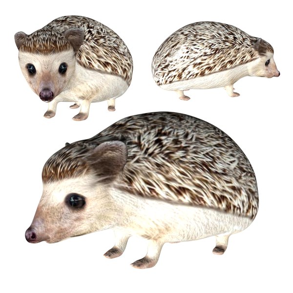 Realistic Fully rigged low poly Hedgehog model - TurboSquid 1758456