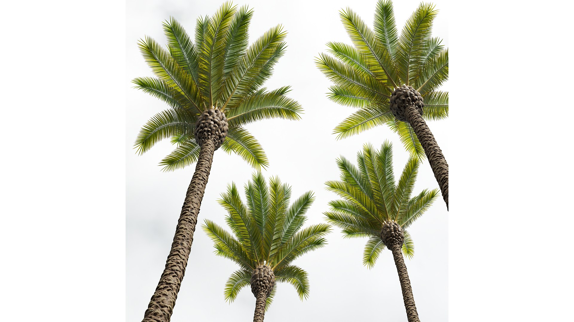 3D New Plant High Detail Phoenix Canariensis Decorative Garden ...