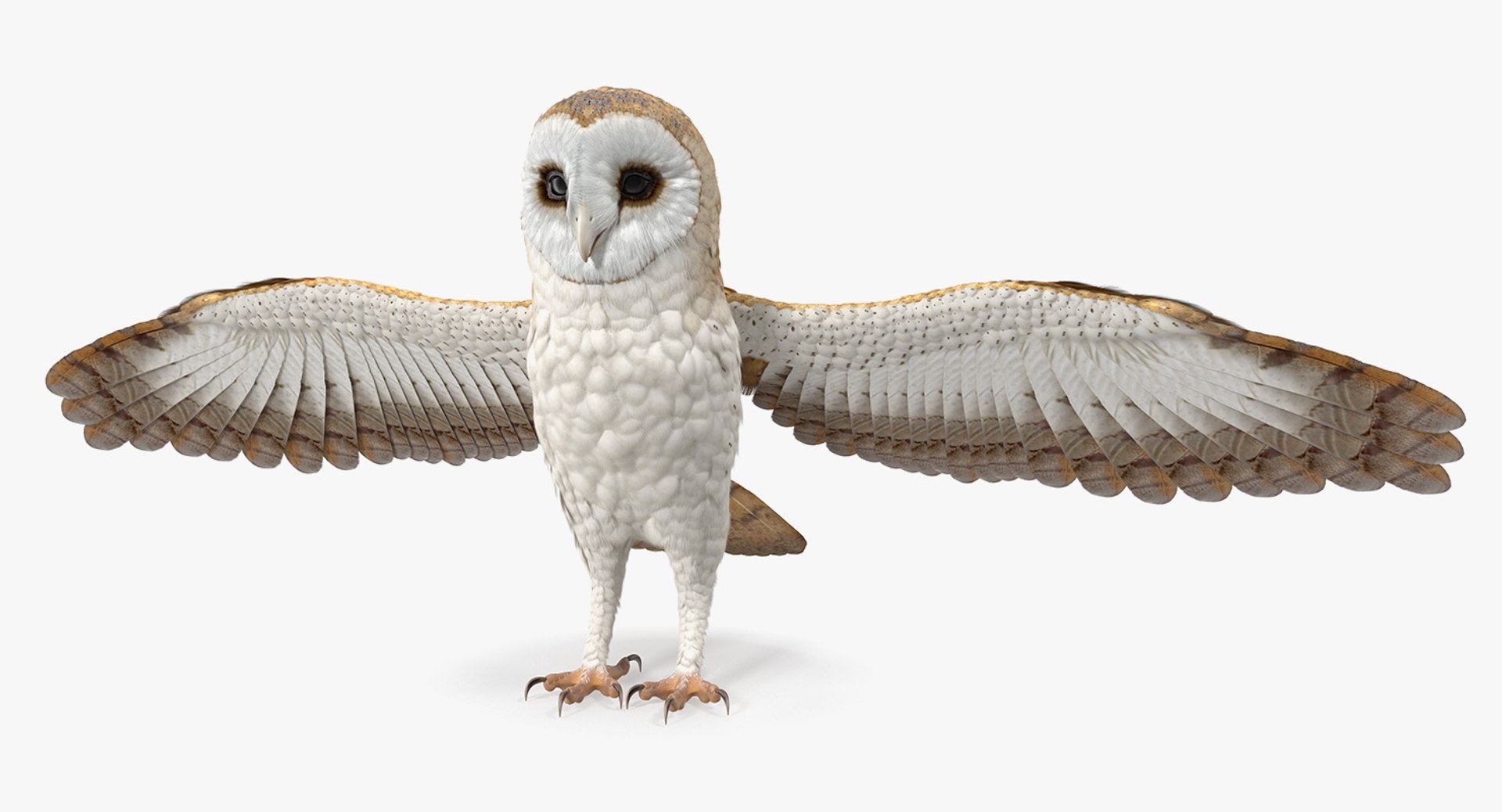 3D common barn owl model - TurboSquid 1434138