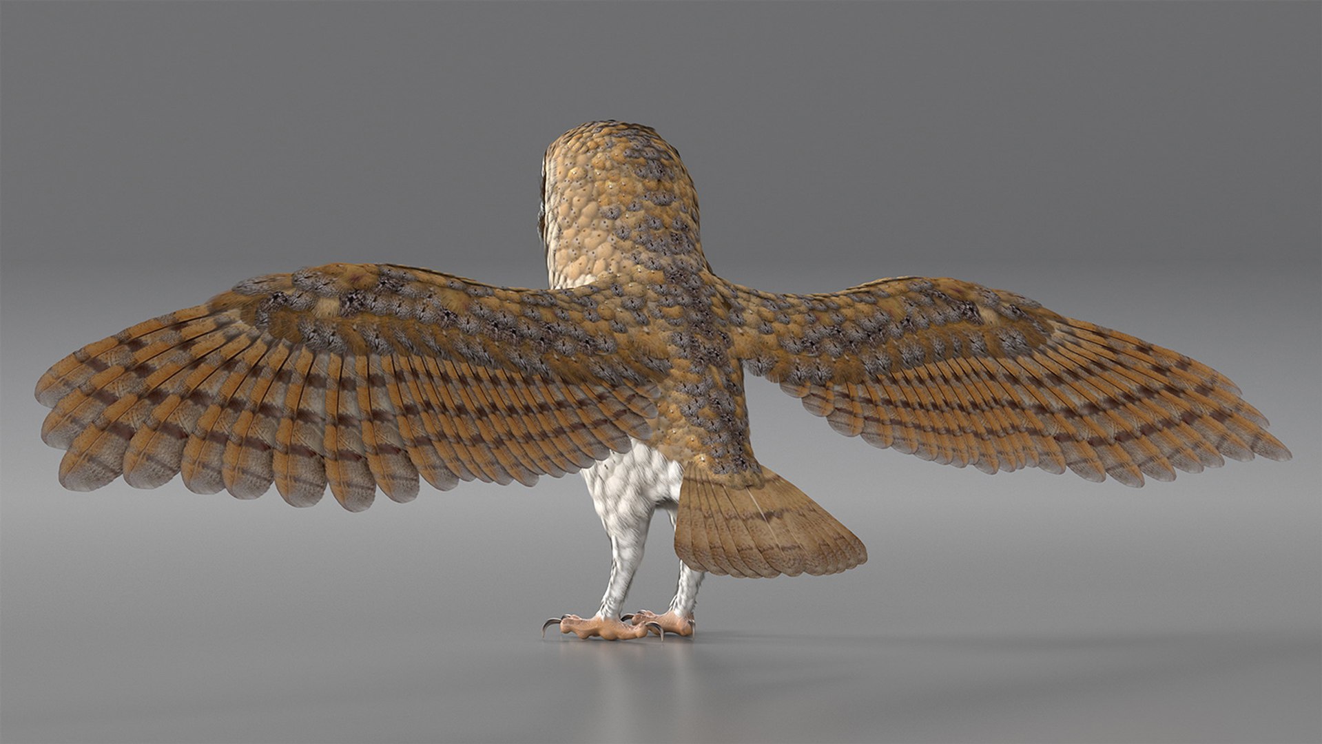 3D Common Barn Owl Model - TurboSquid 1434138