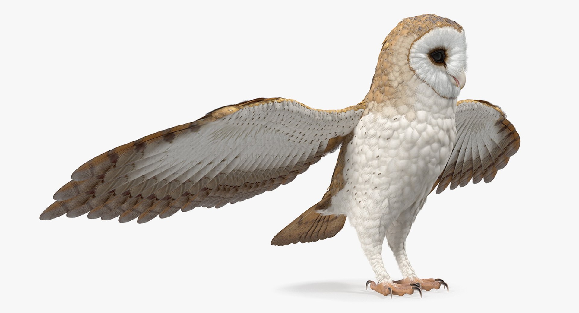 3D Common Barn Owl Model - TurboSquid 1434138