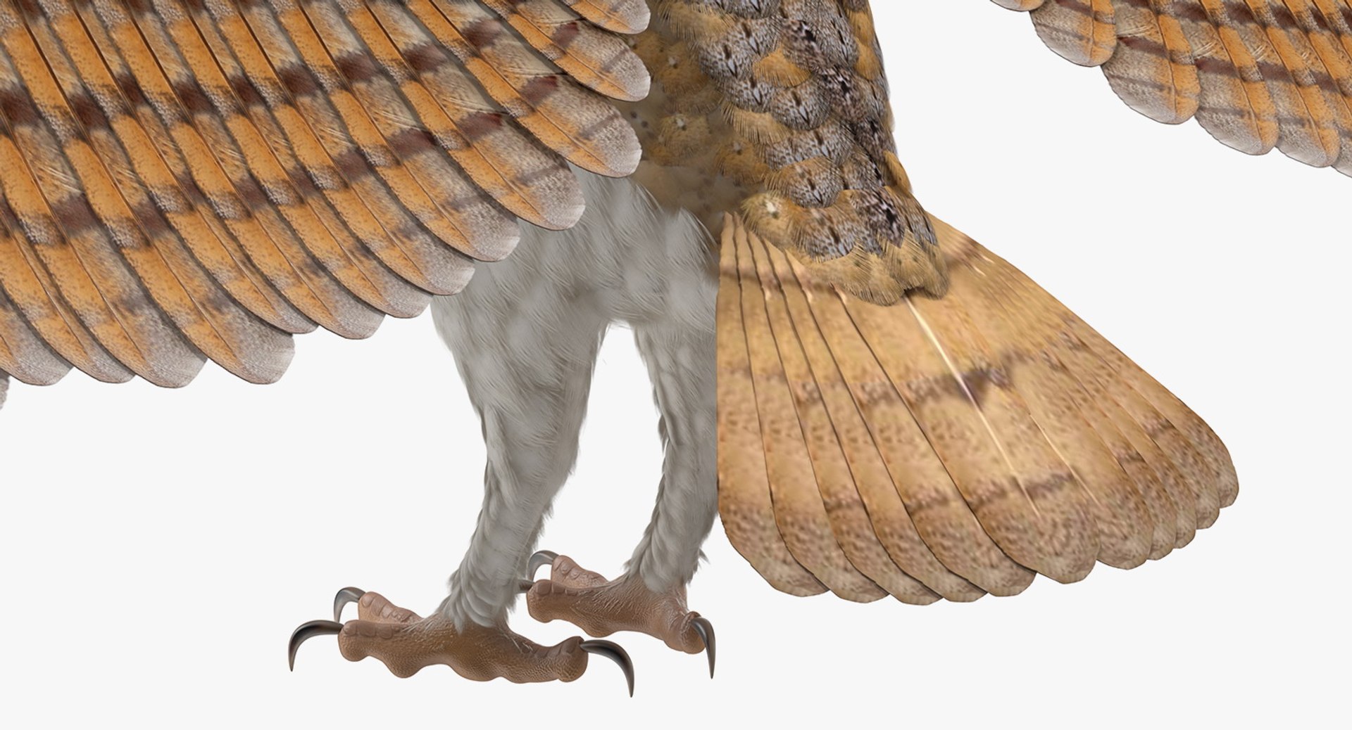3D common barn owl model - TurboSquid 1434138