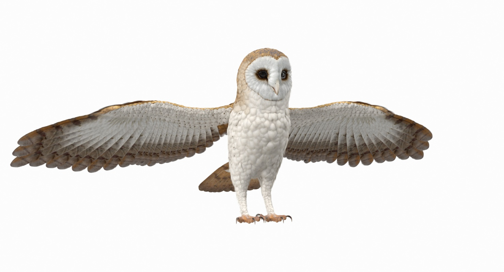 3D Common Barn Owl Model - TurboSquid 1434138