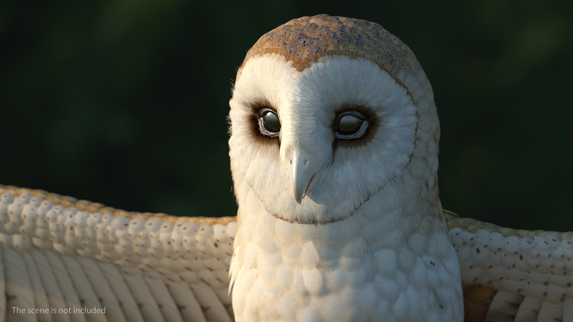 3D Common Barn Owl Model - TurboSquid 1434138