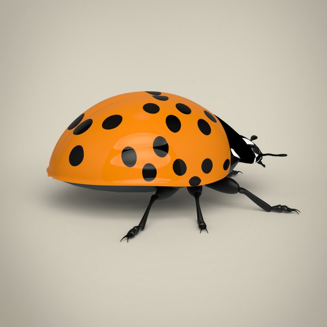 3D Ladybug - TurboSquid 1958938