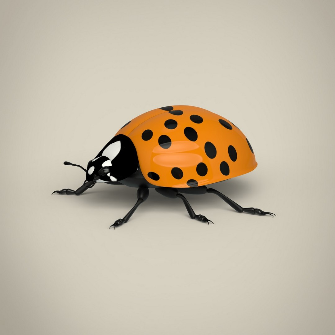 3D Ladybug - TurboSquid 1958938
