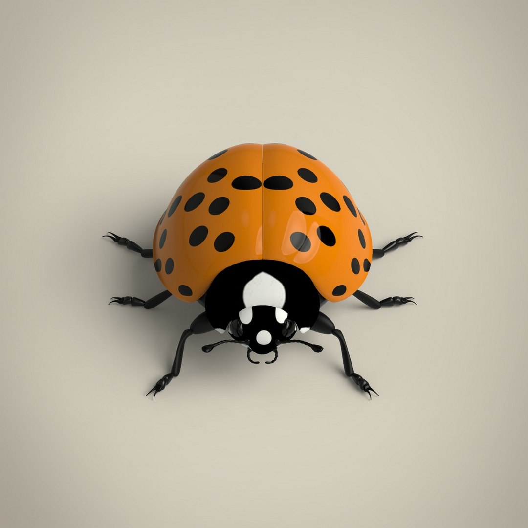 3D Ladybug - TurboSquid 1958938