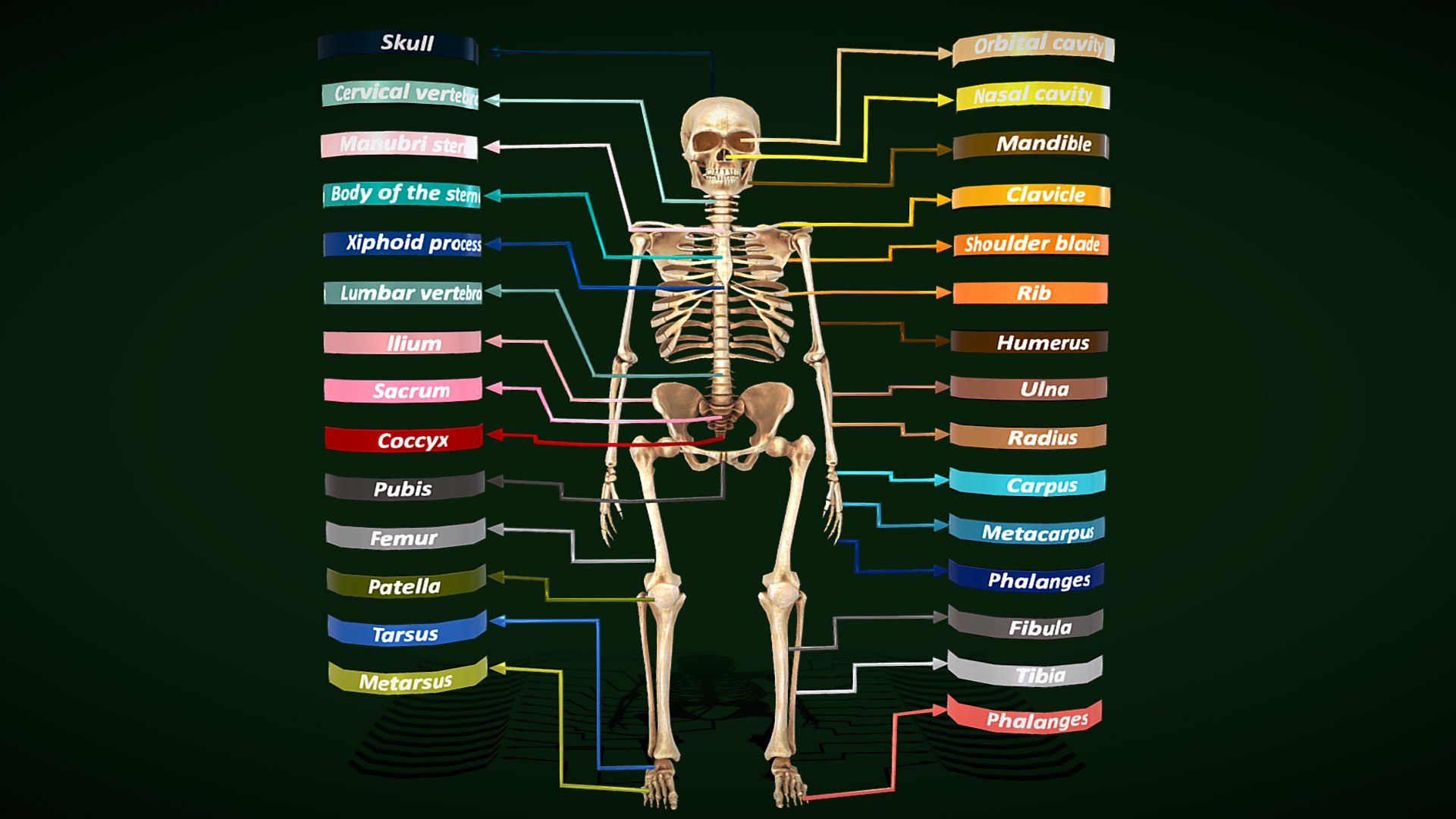 Skeleton - Names Of Human Skeleton 3D Model - TurboSquid 2350410