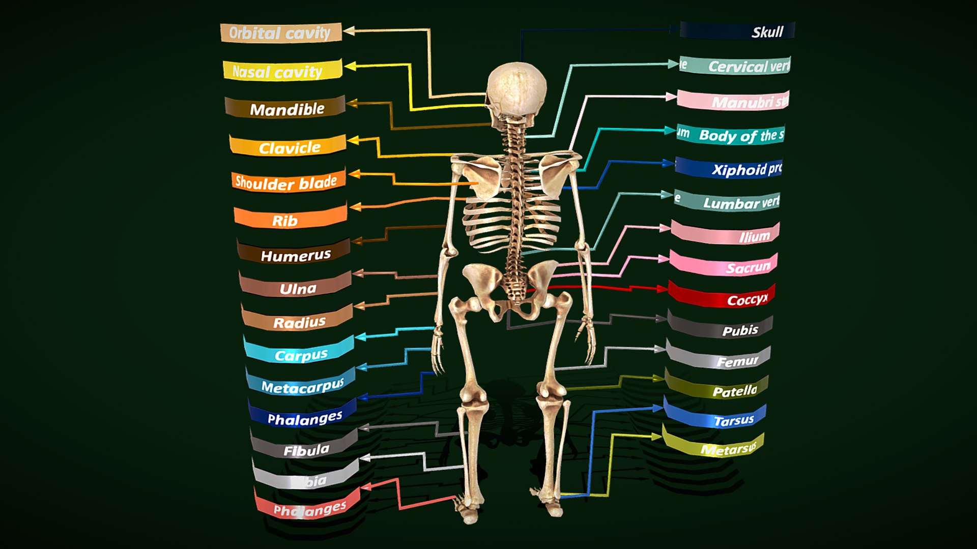 Skeleton - Names Of Human Skeleton 3D Model - TurboSquid 2350410