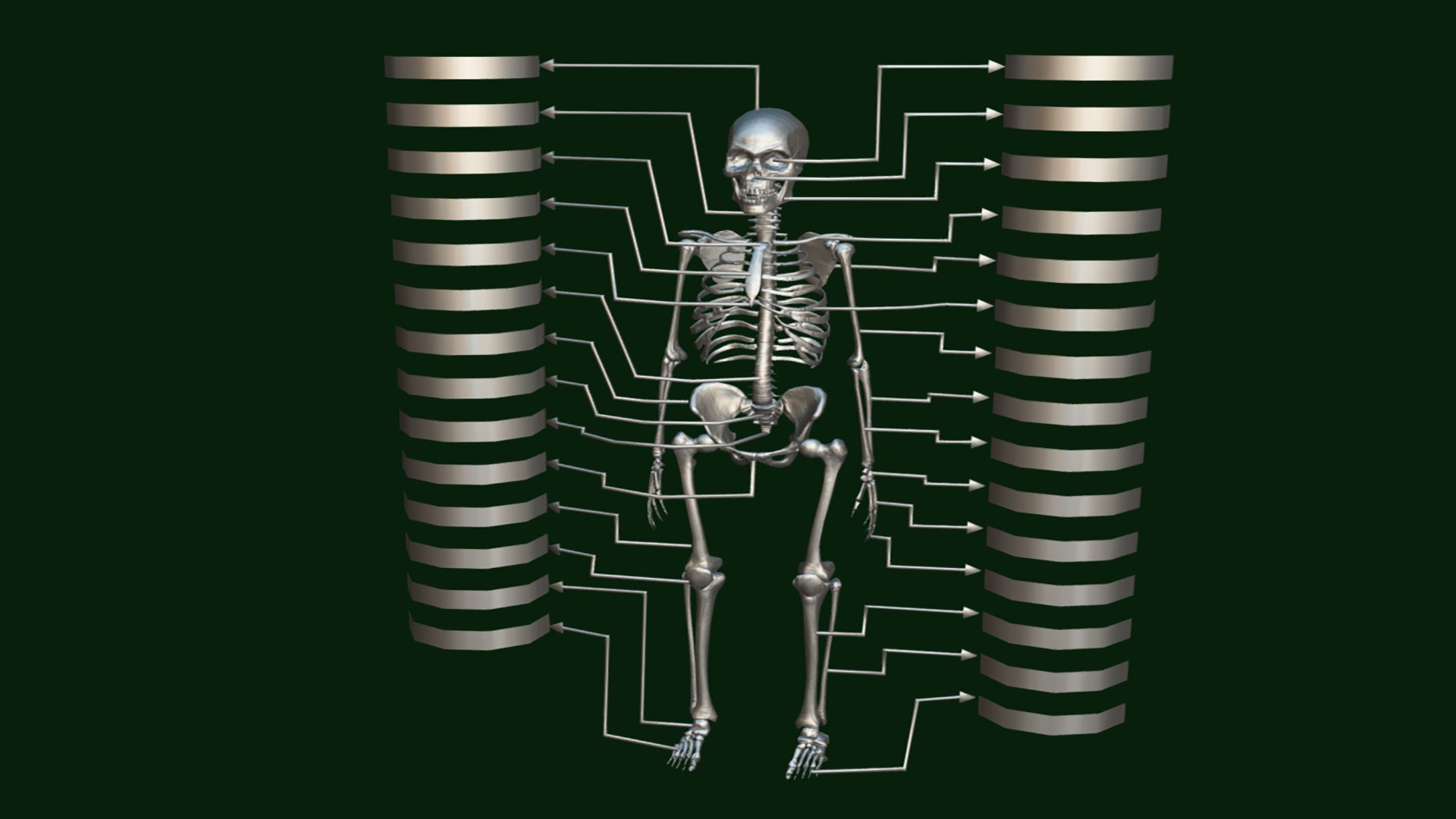 Skeleton - Names Of Human Skeleton 3D Model - TurboSquid 2350410