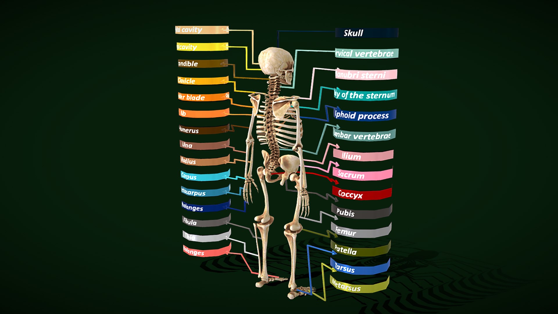 Skeleton - Names Of Human Skeleton 3D Model - TurboSquid 2350410