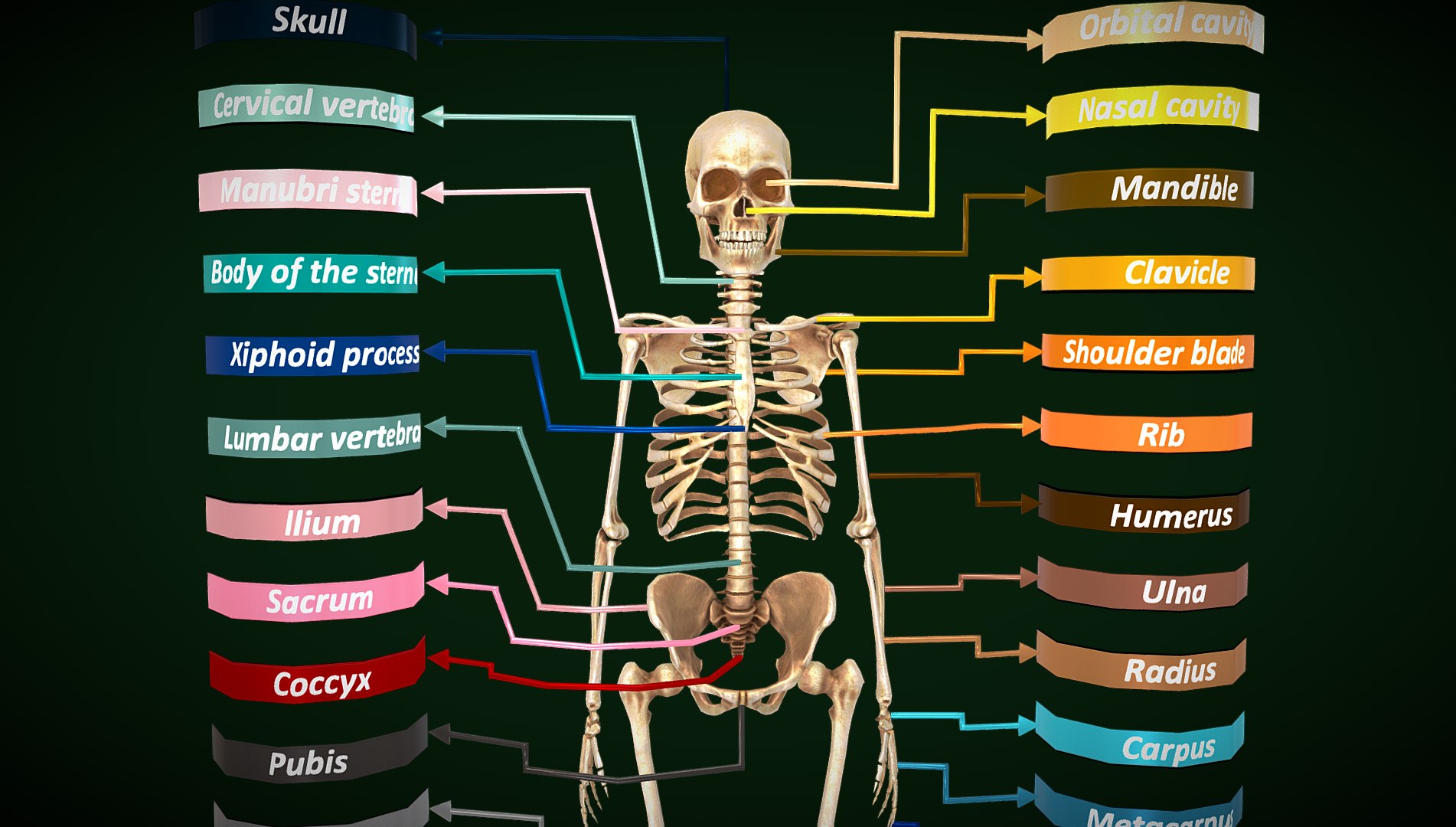 Skeleton - Names Of Human Skeleton 3D Model - TurboSquid 2350410