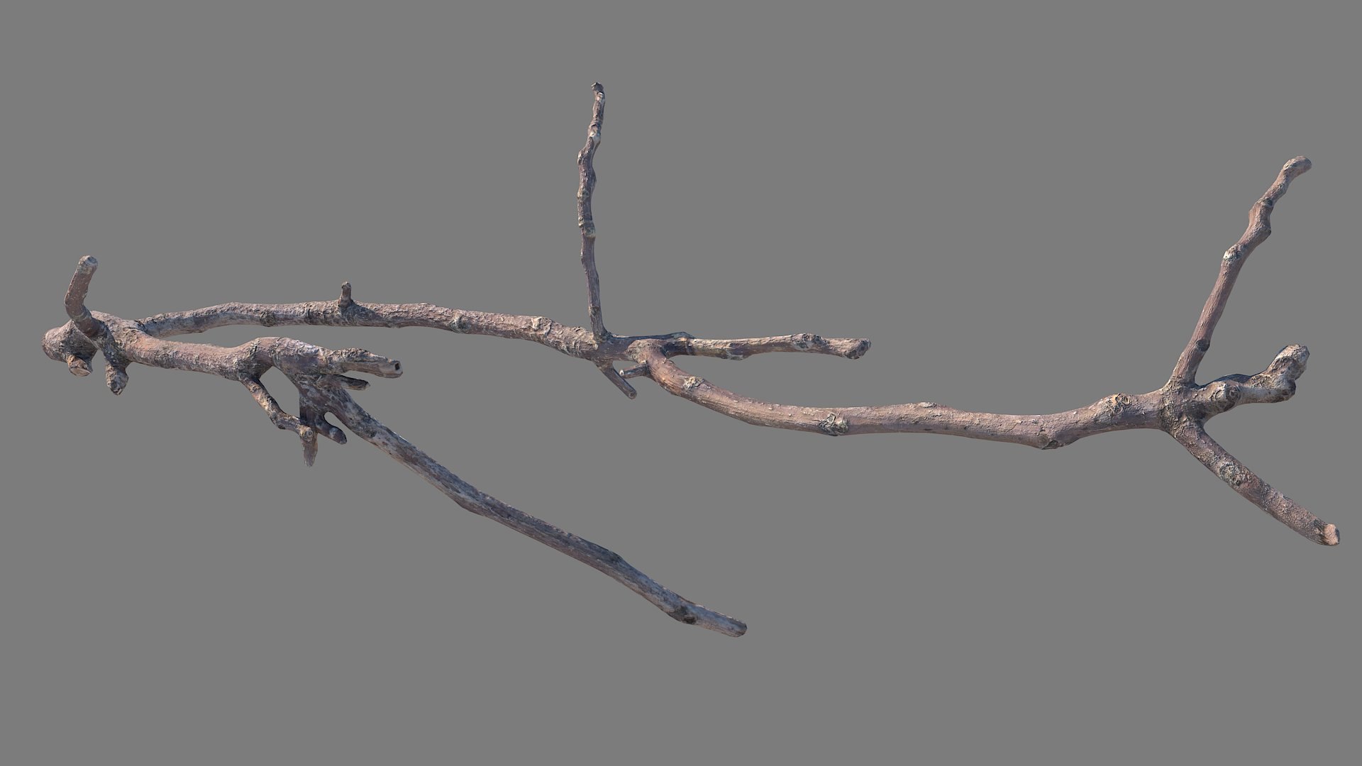 Twig Scanned 06 3D Model - TurboSquid 2088912
