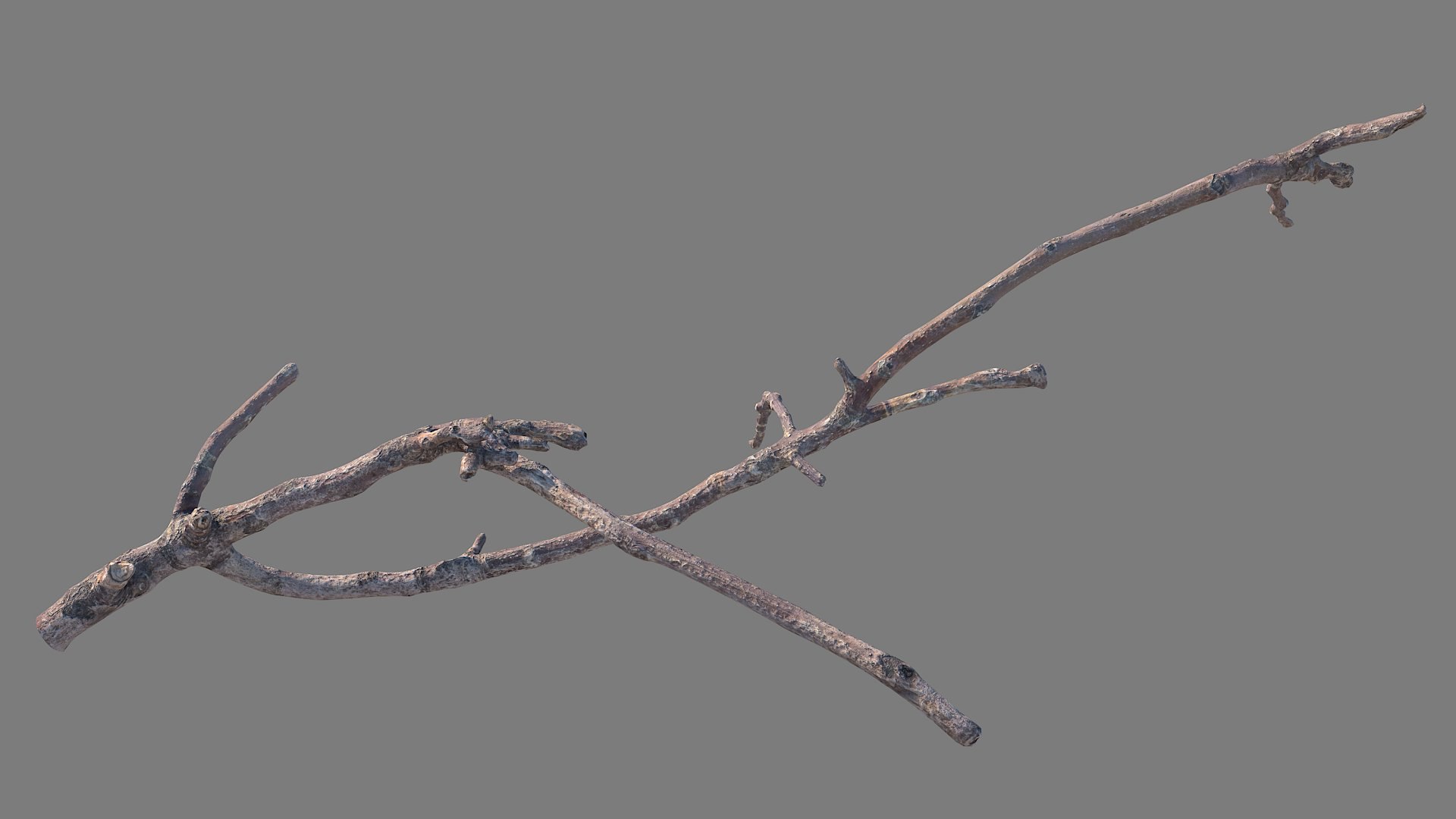 Twig Scanned 06 3D Model - TurboSquid 2088912