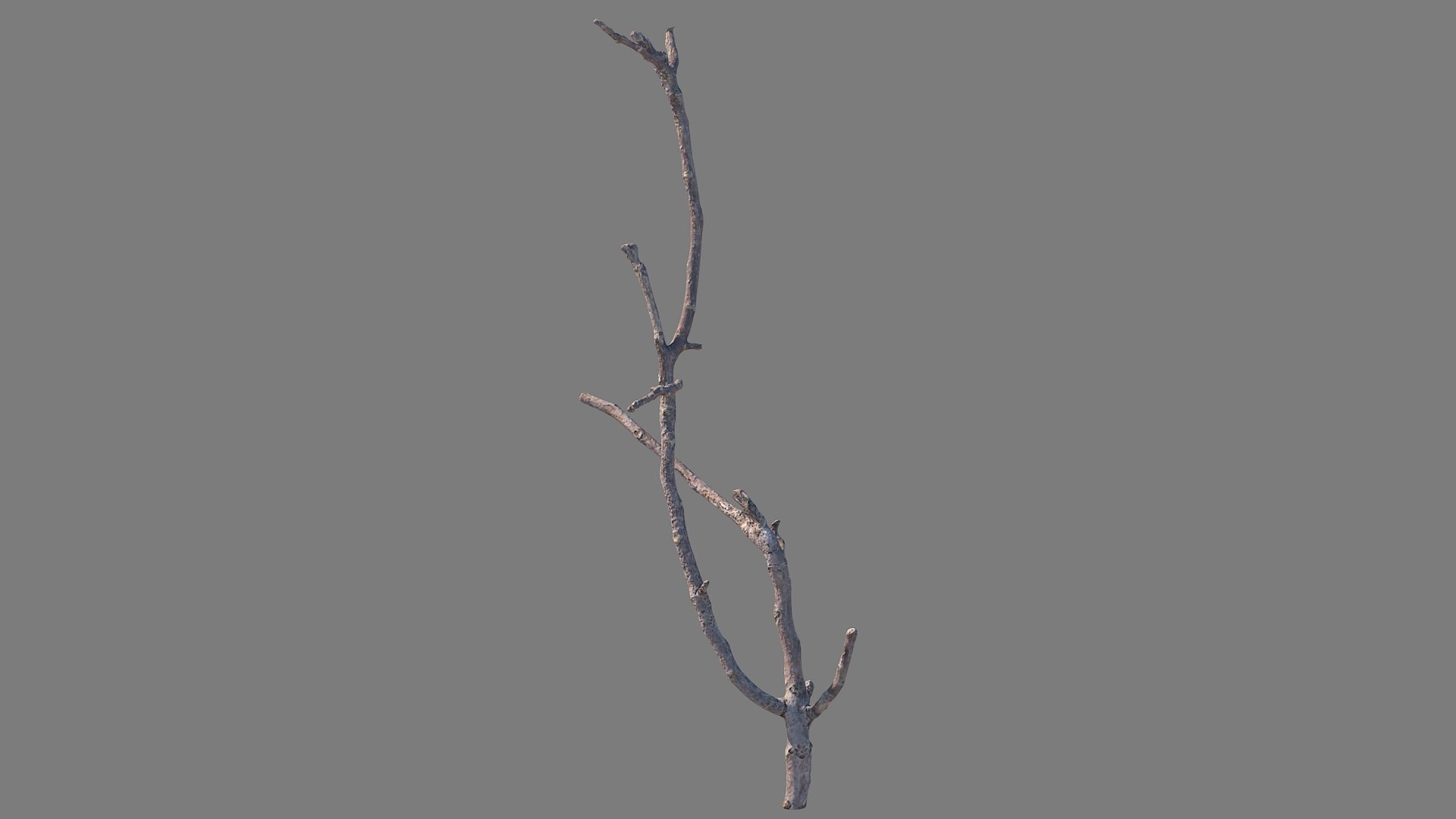 Twig Scanned 06 3D Model - TurboSquid 2088912