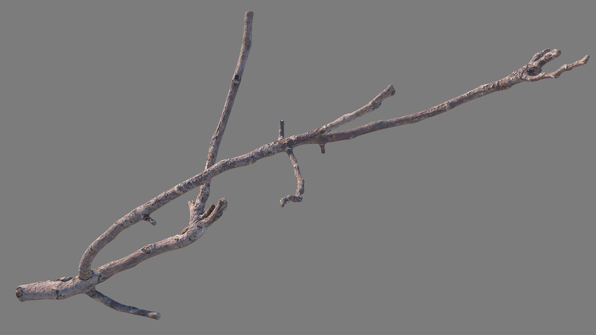 Twig Scanned 06 3D Model - TurboSquid 2088912