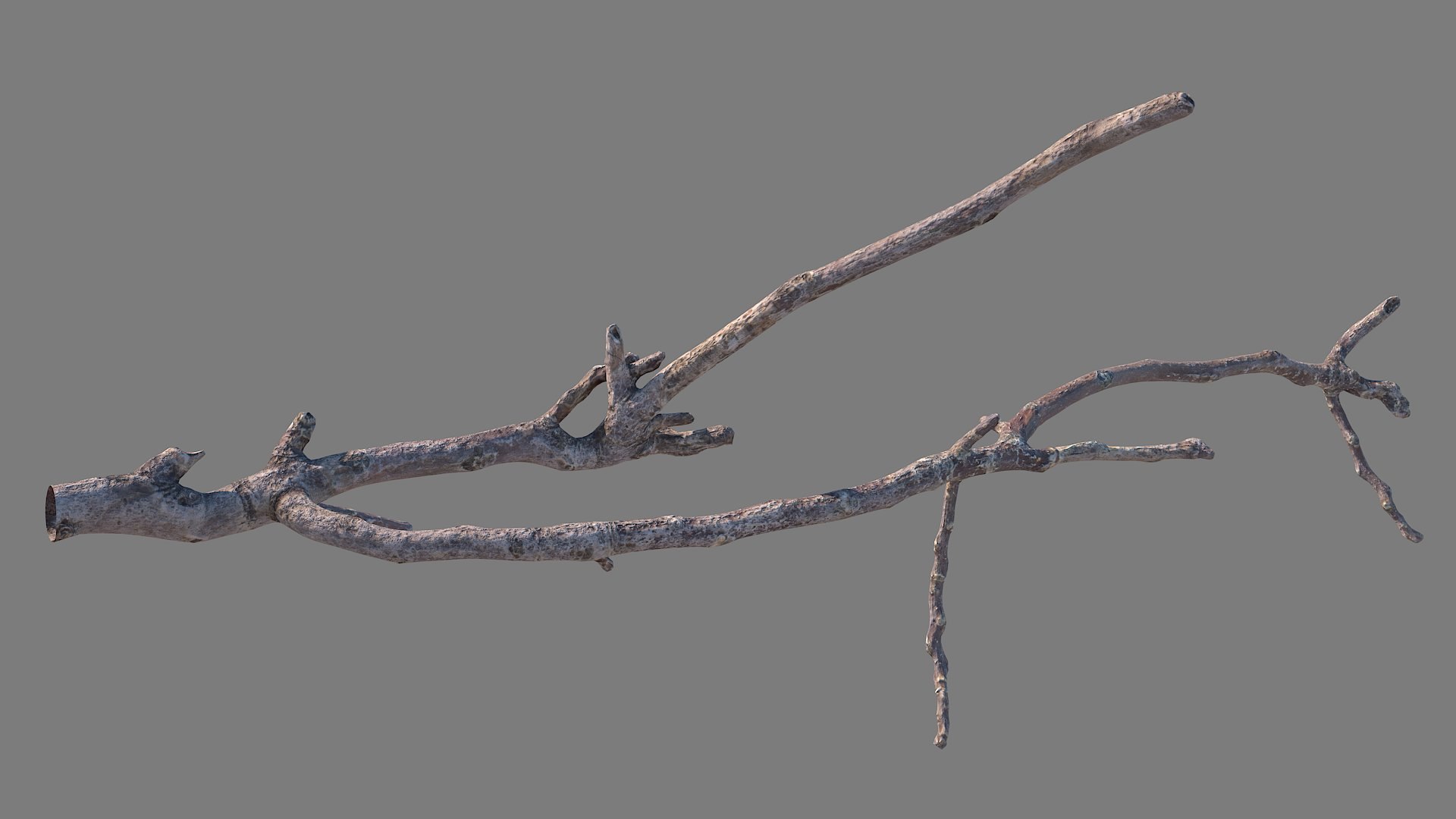 Twig Scanned 06 3D Model - TurboSquid 2088912