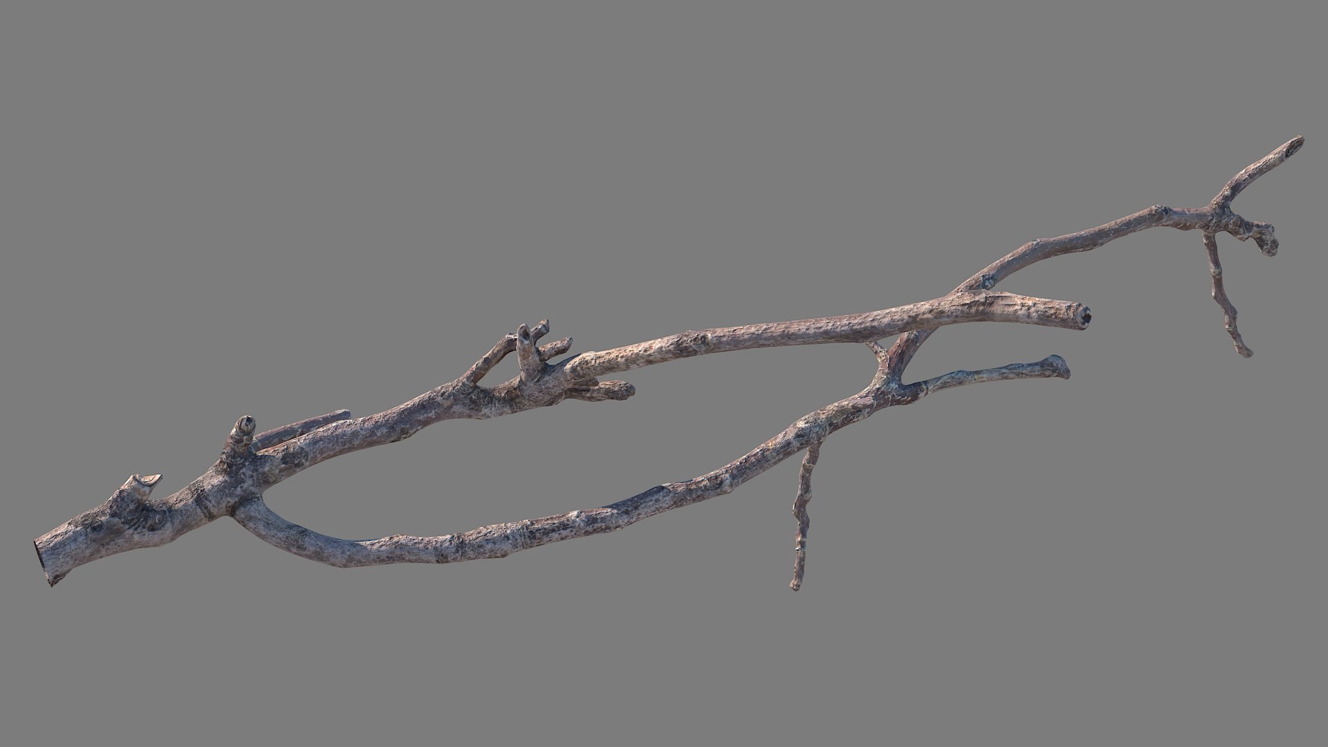 Twig Scanned 06 3D Model - TurboSquid 2088912