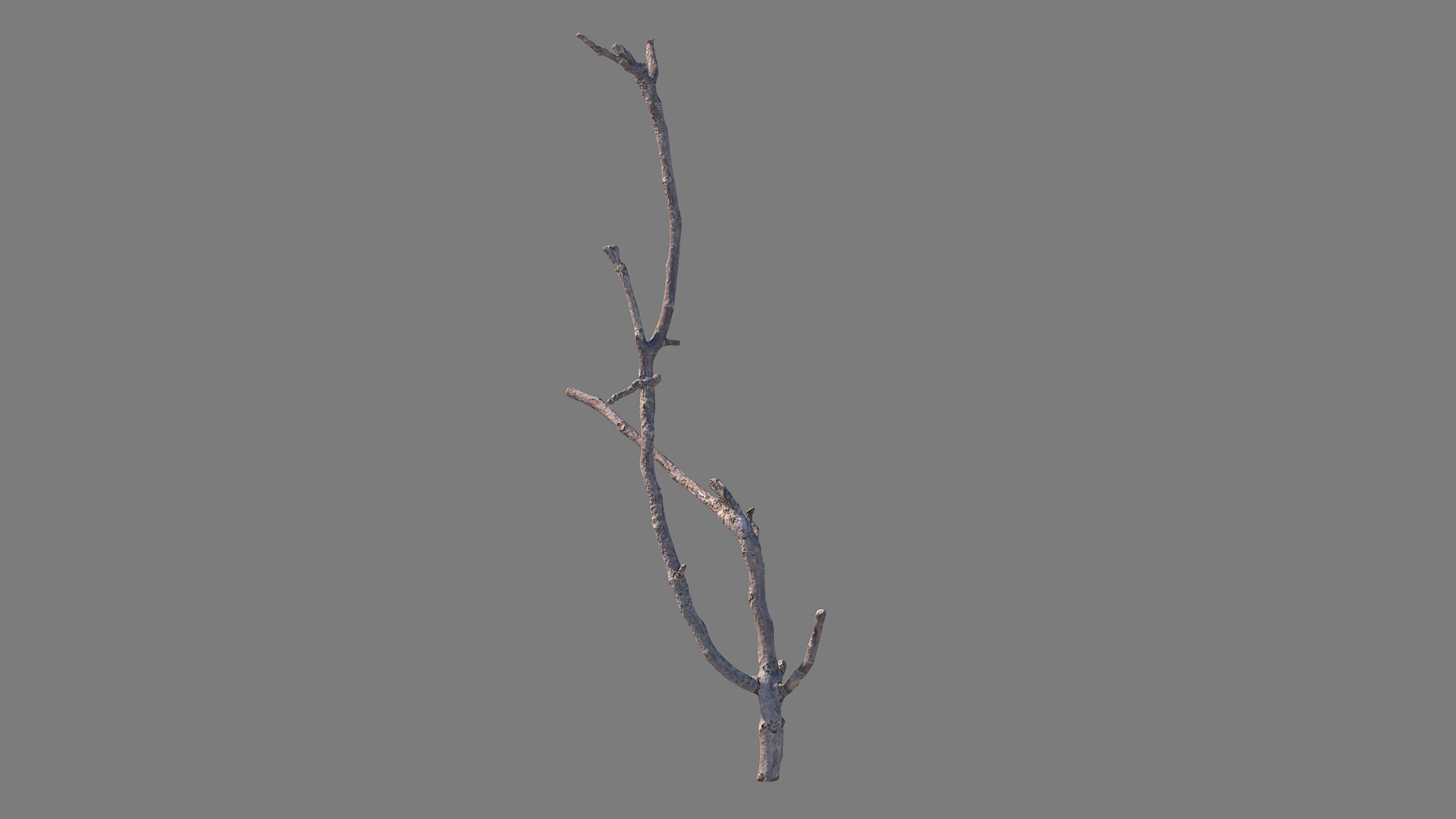 Twig Scanned 06 3D Model - TurboSquid 2088912