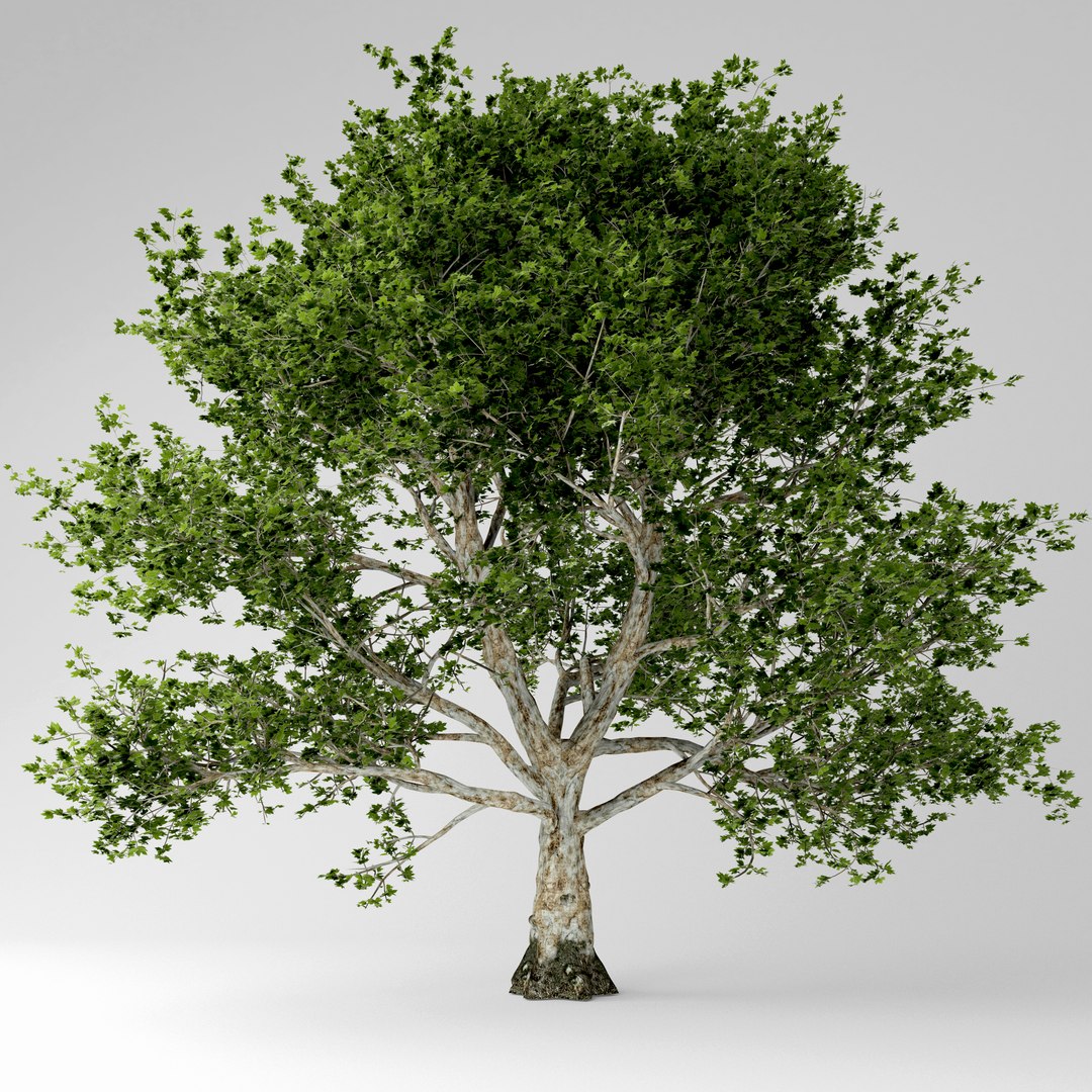 Sycamore tree 3D - TurboSquid 1557850