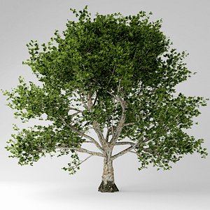 Sycamore Tree 3D Model - TurboSquid 1461121