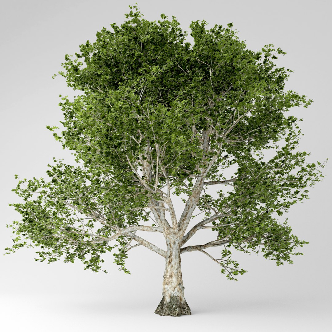Sycamore tree 3D - TurboSquid 1557850