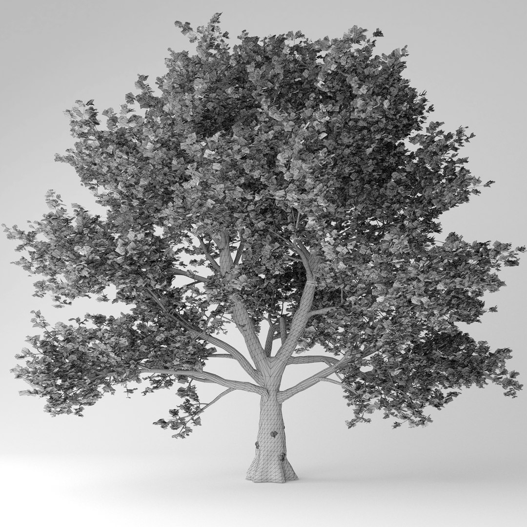 Sycamore tree 3D - TurboSquid 1557850