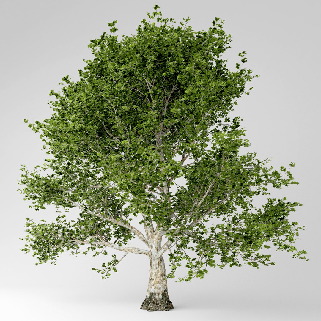 Sycamore tree 3D - TurboSquid 1557850