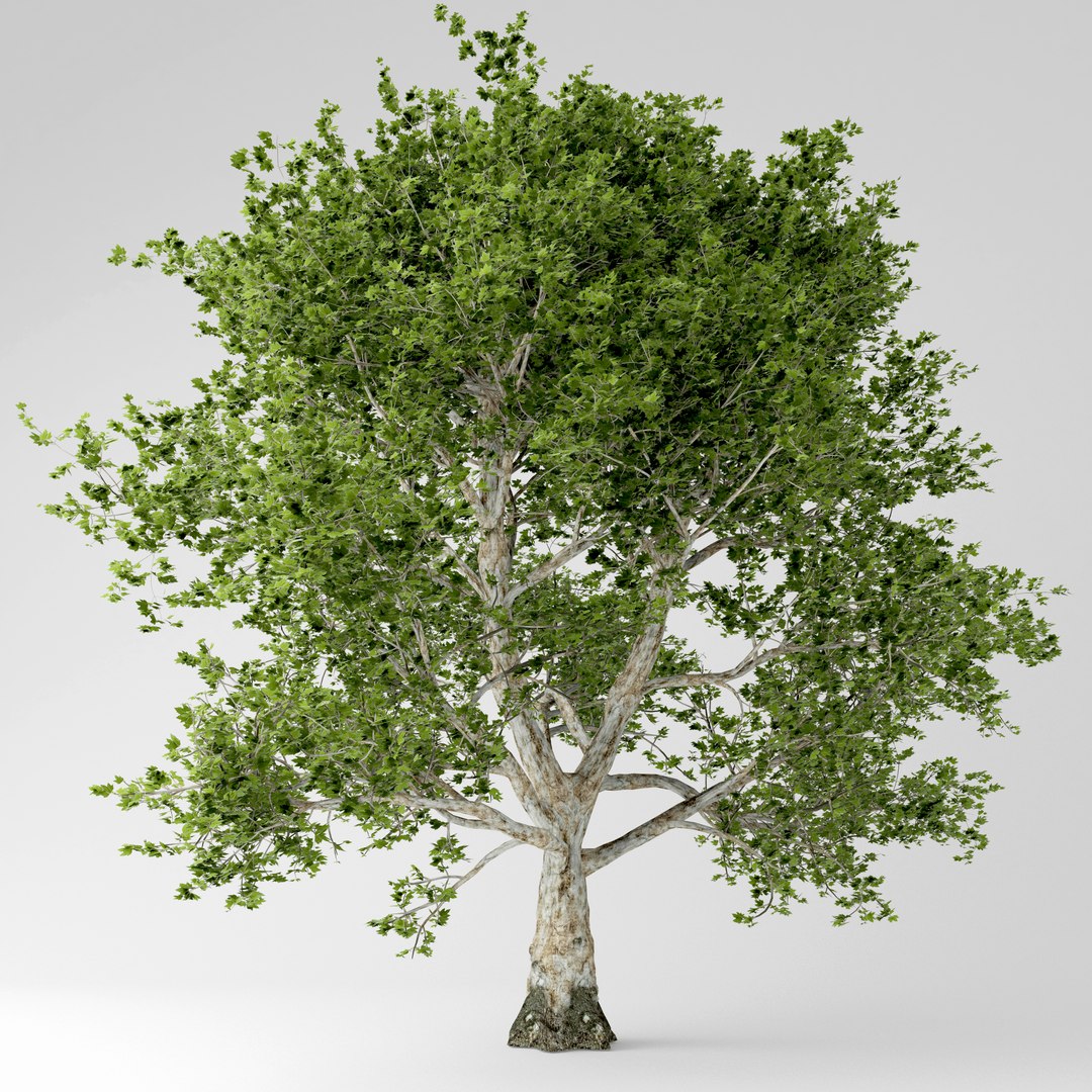 Sycamore tree 3D - TurboSquid 1557850