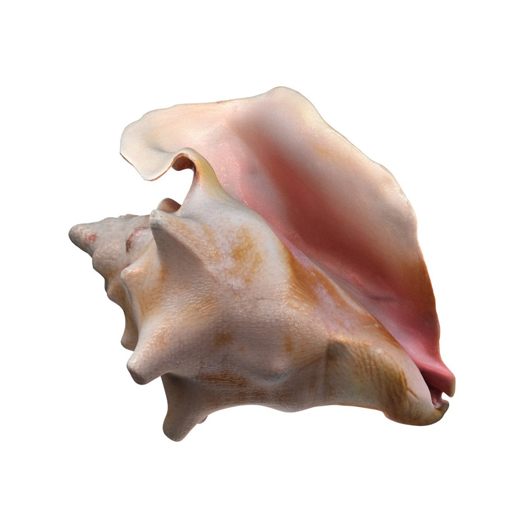 3D Conch Shell V4 - TurboSquid 2370729