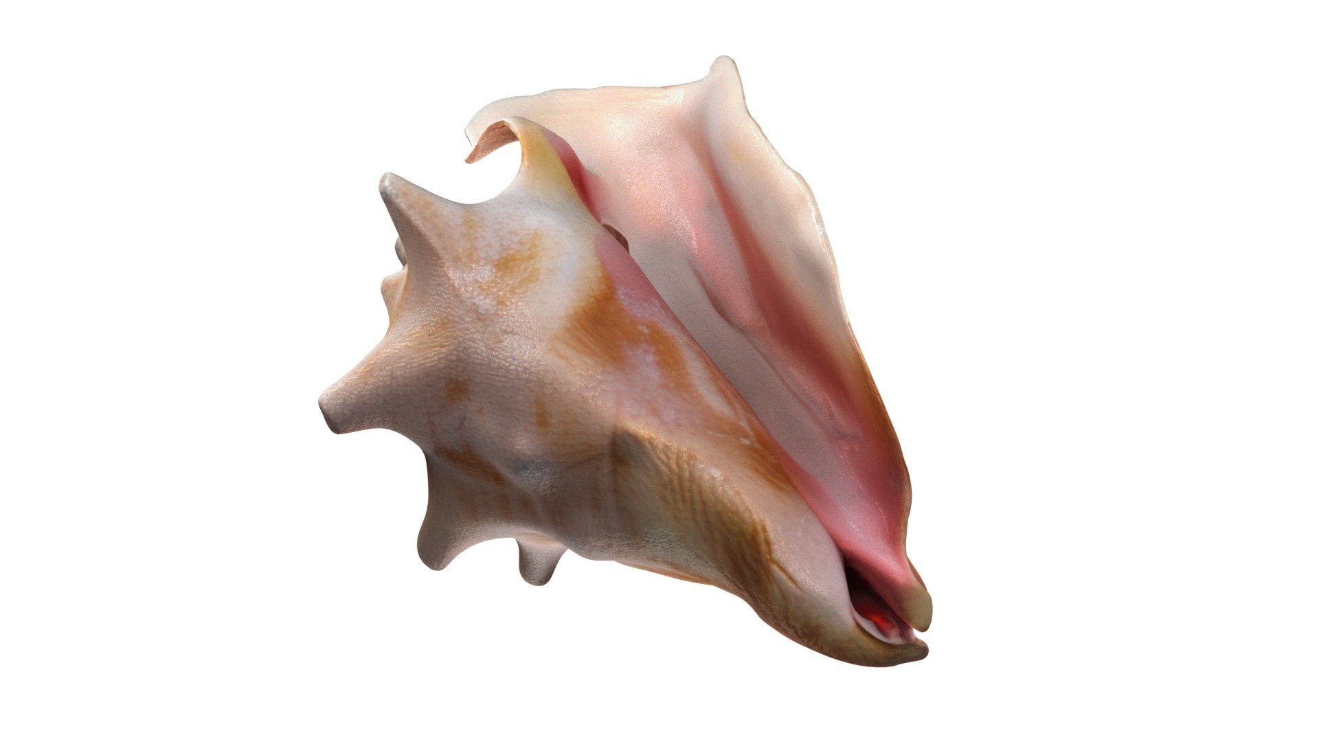 3D Conch Shell V4 - TurboSquid 2370729