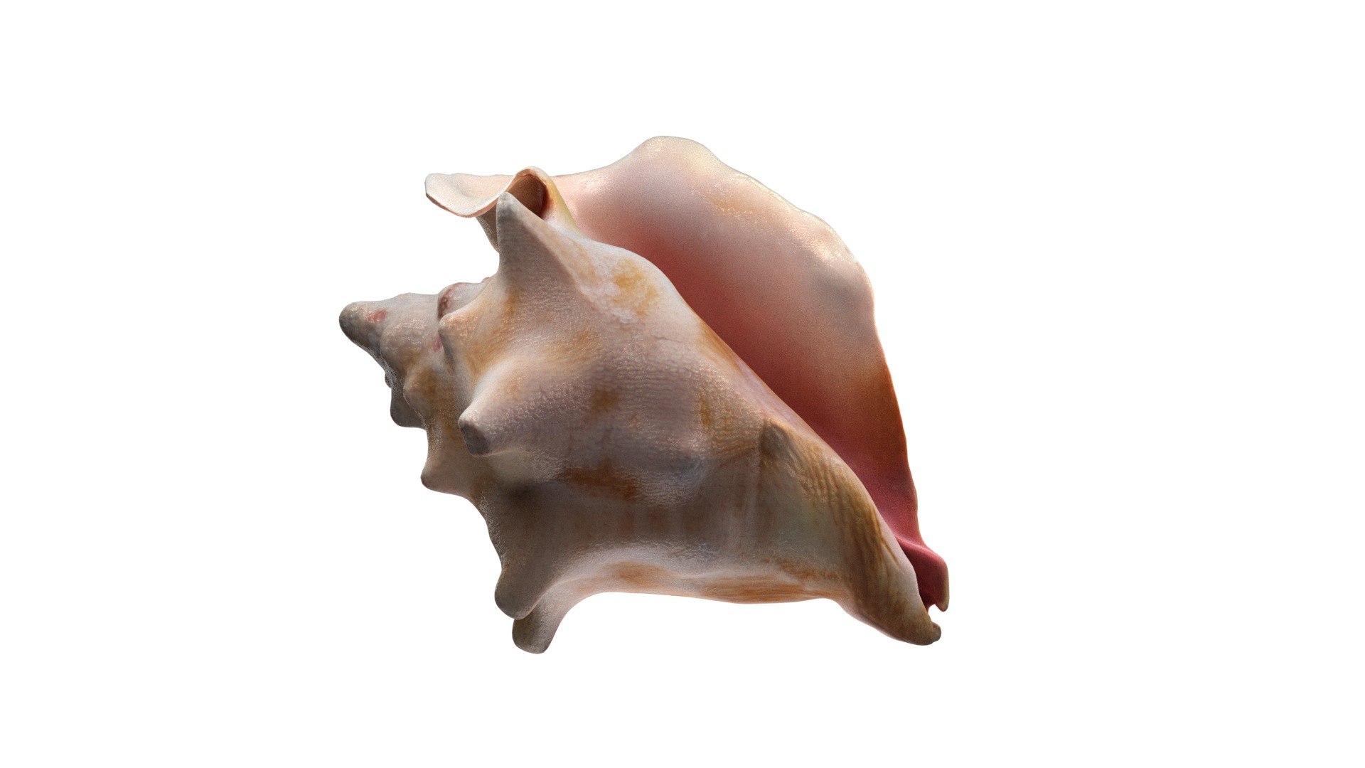 3D Conch Shell V4 - TurboSquid 2370729