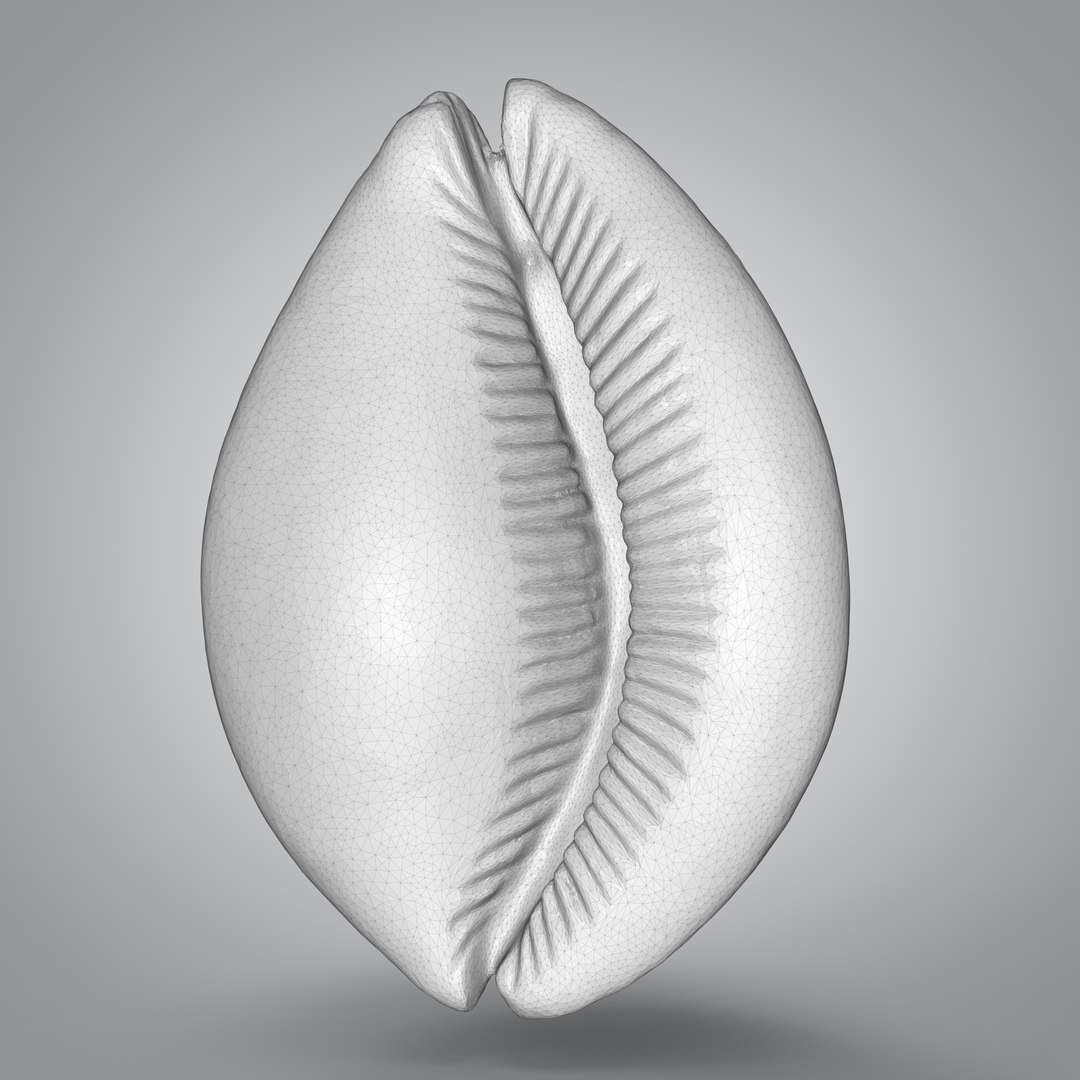 Shell Model - TurboSquid 1877912