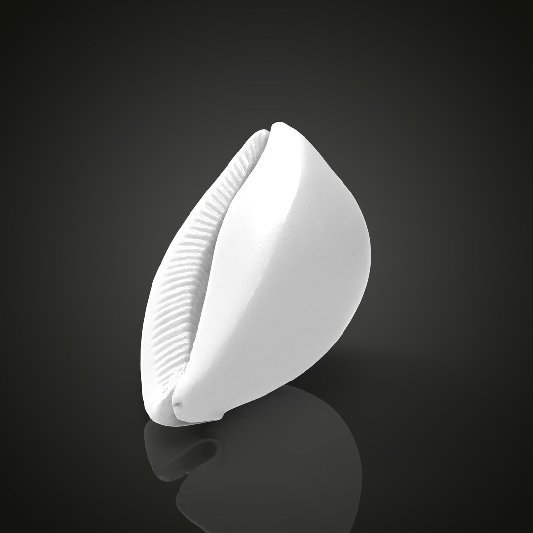Shell Model - TurboSquid 1877912