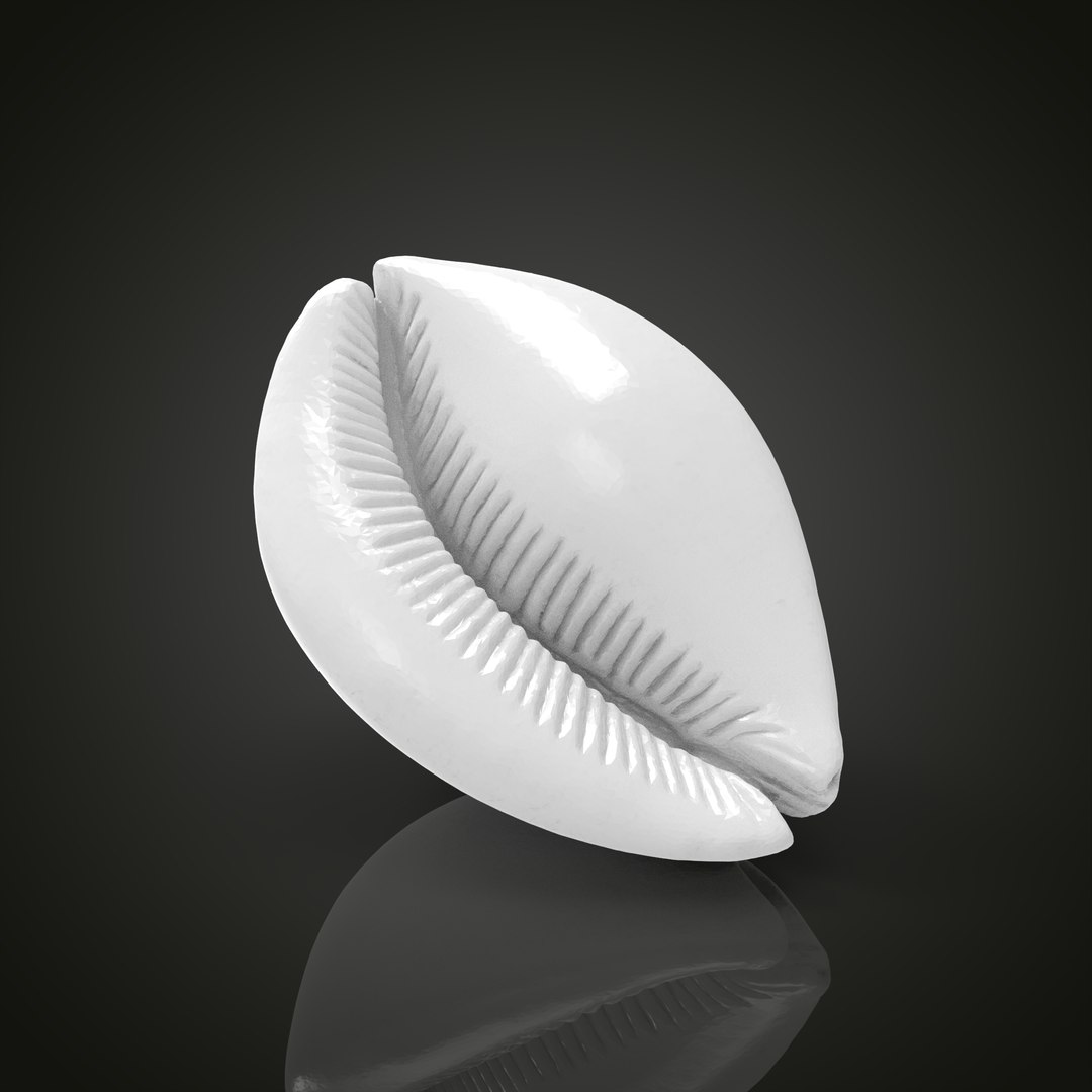 Shell Model - TurboSquid 1877912