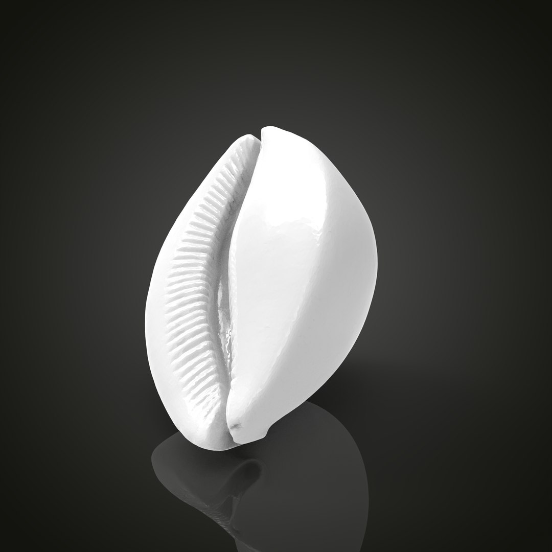 Shell Model - TurboSquid 1877912