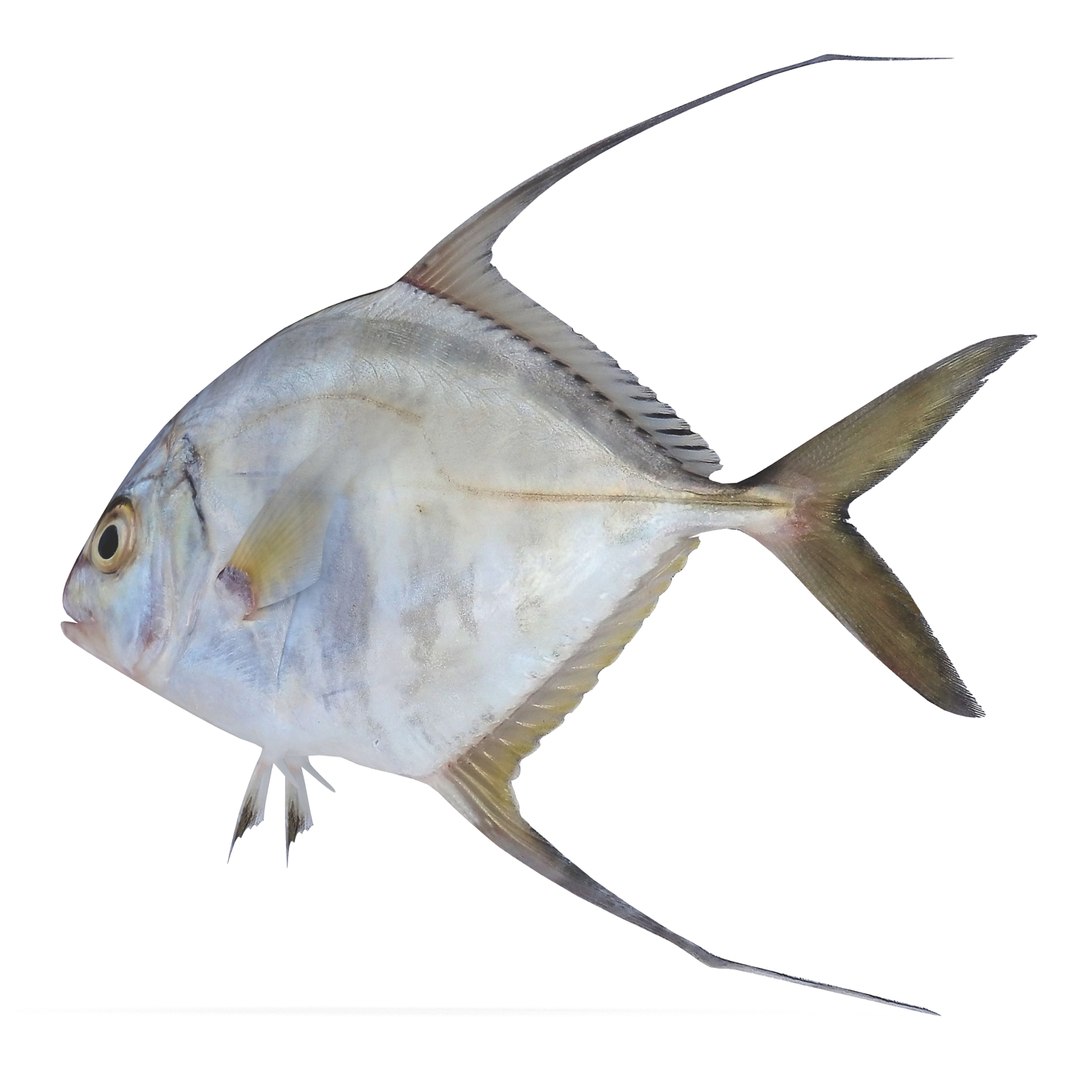 Threadfin Jack Max